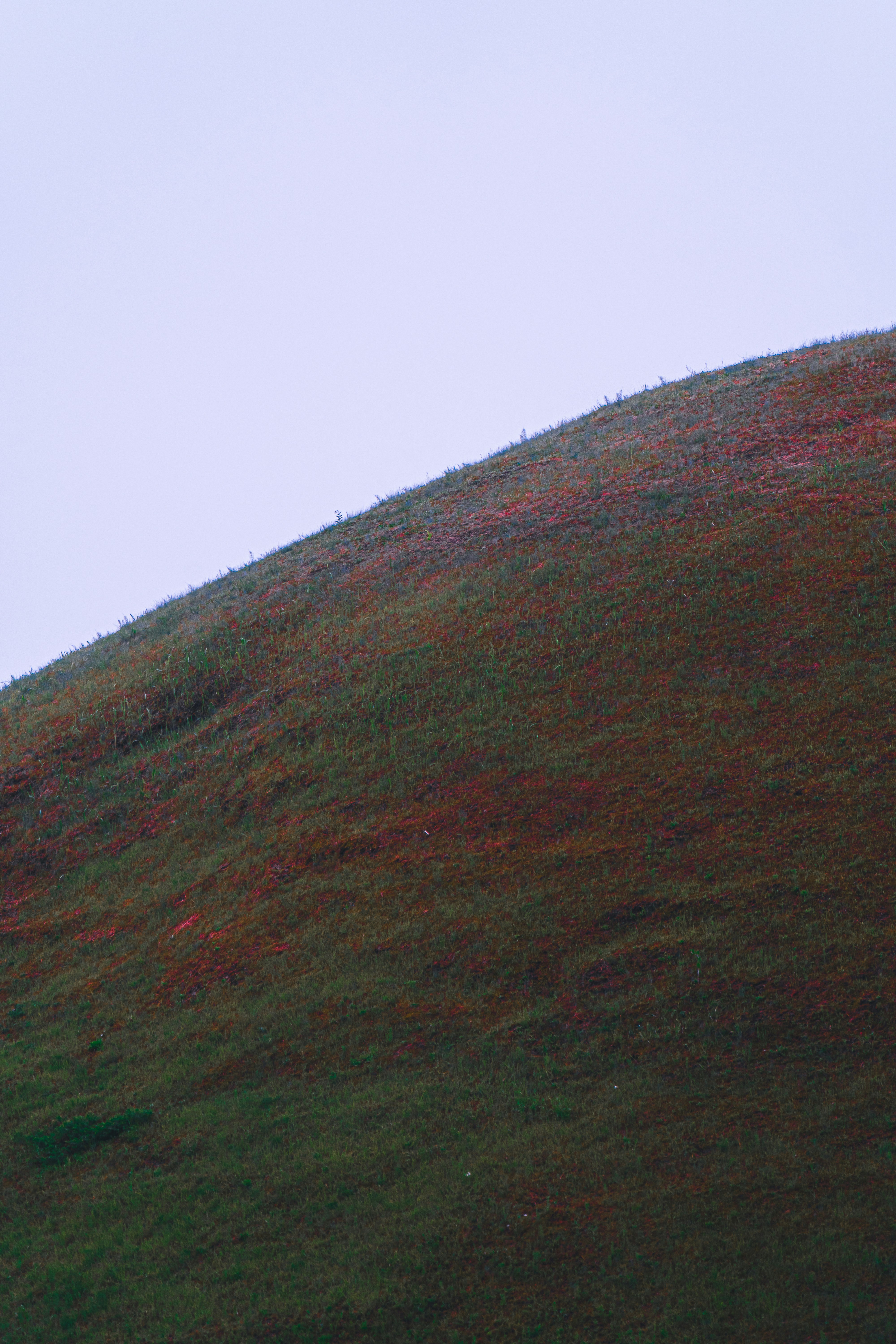 Ridge in Quiet Gradient: Autumn Hues on a Slanted Hill
