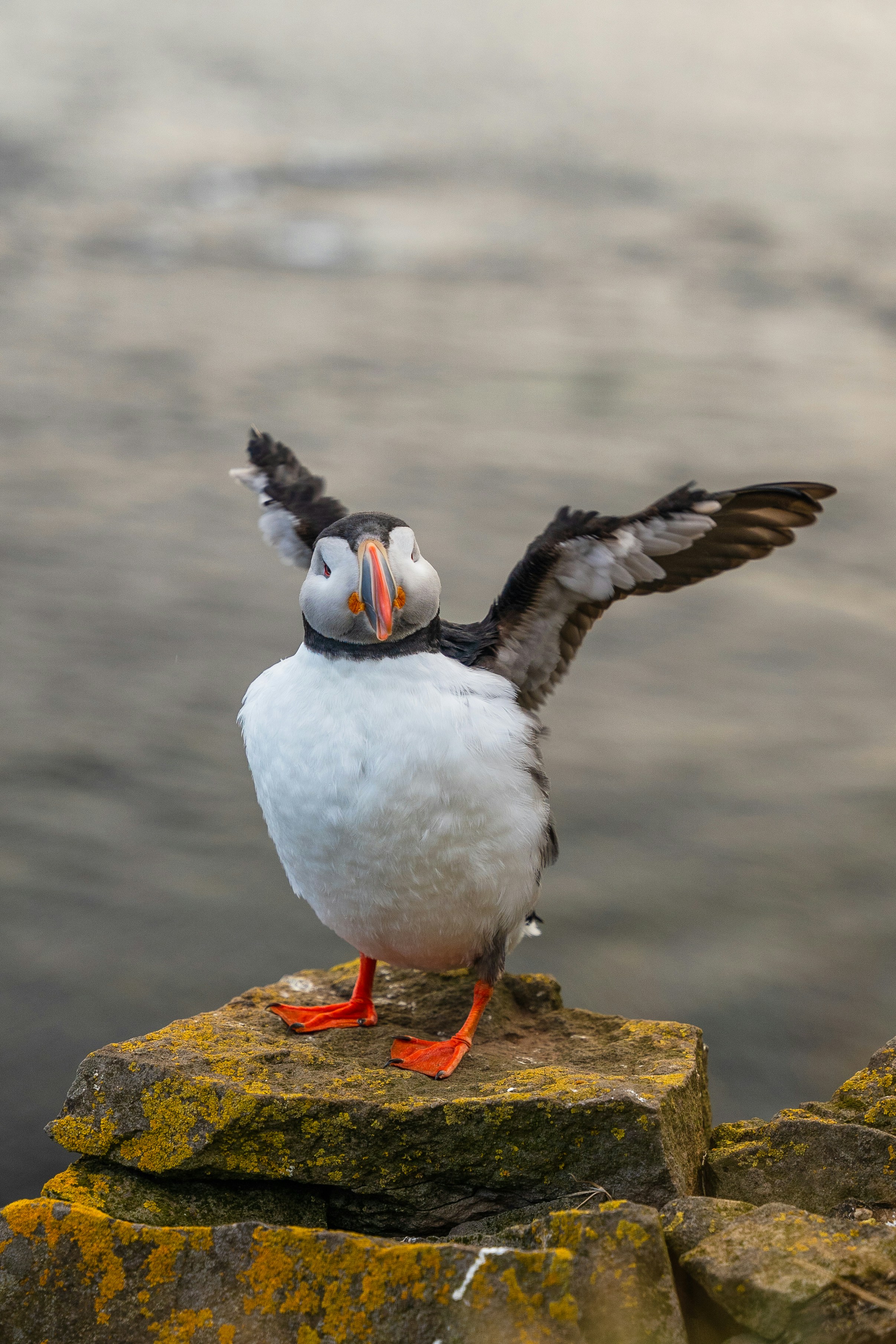 Wings Wide on a Mossy Sea Rock: Puffin Portrait