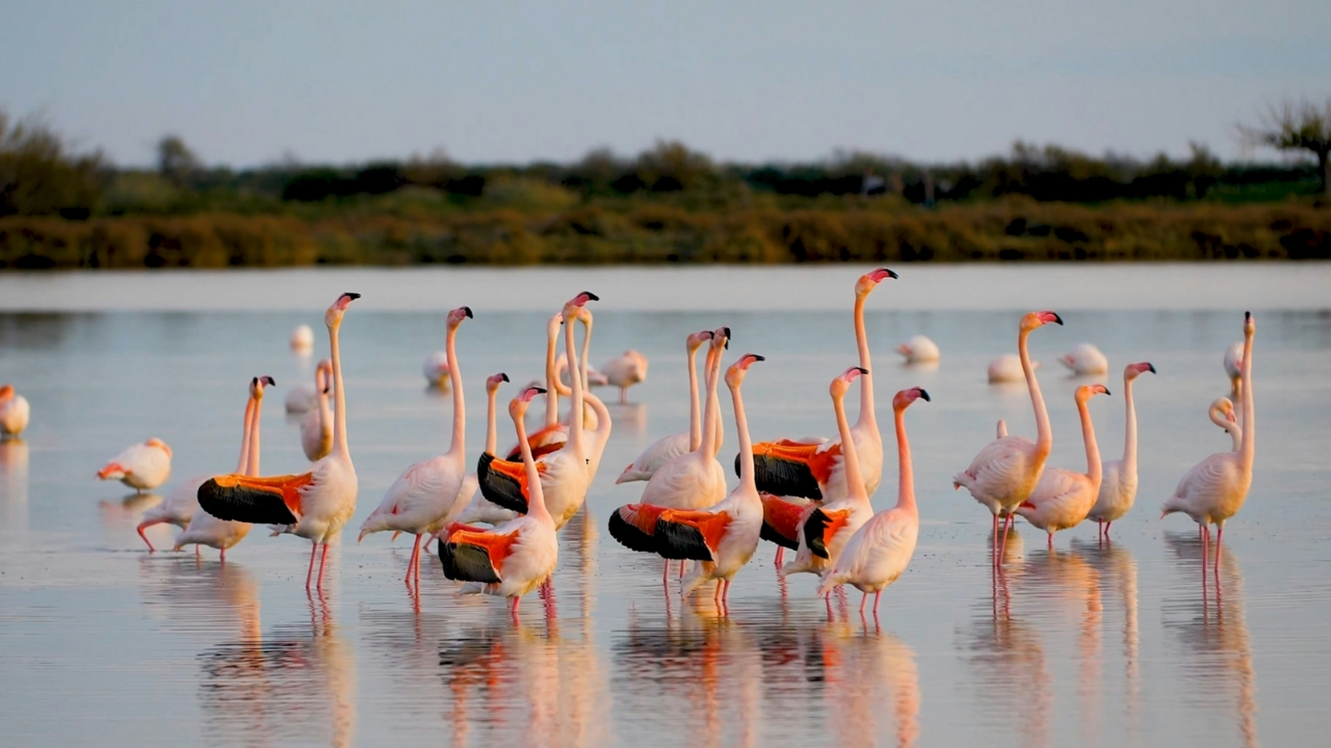 A group of flamingos standing in a body of water photo – Free Flamingo ...