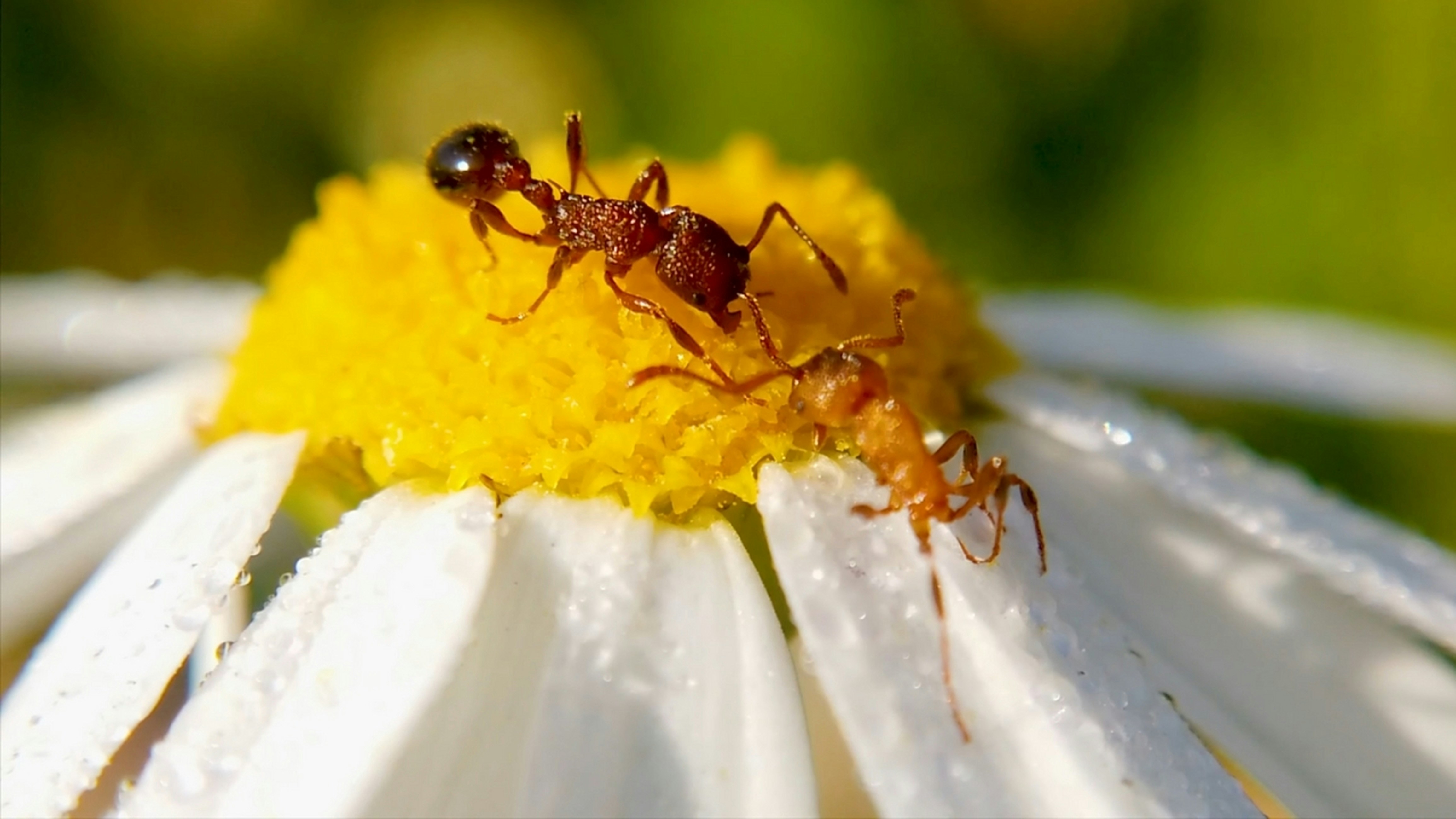 A close up of two ants on a flower photo – Free Insectcollections Image ...