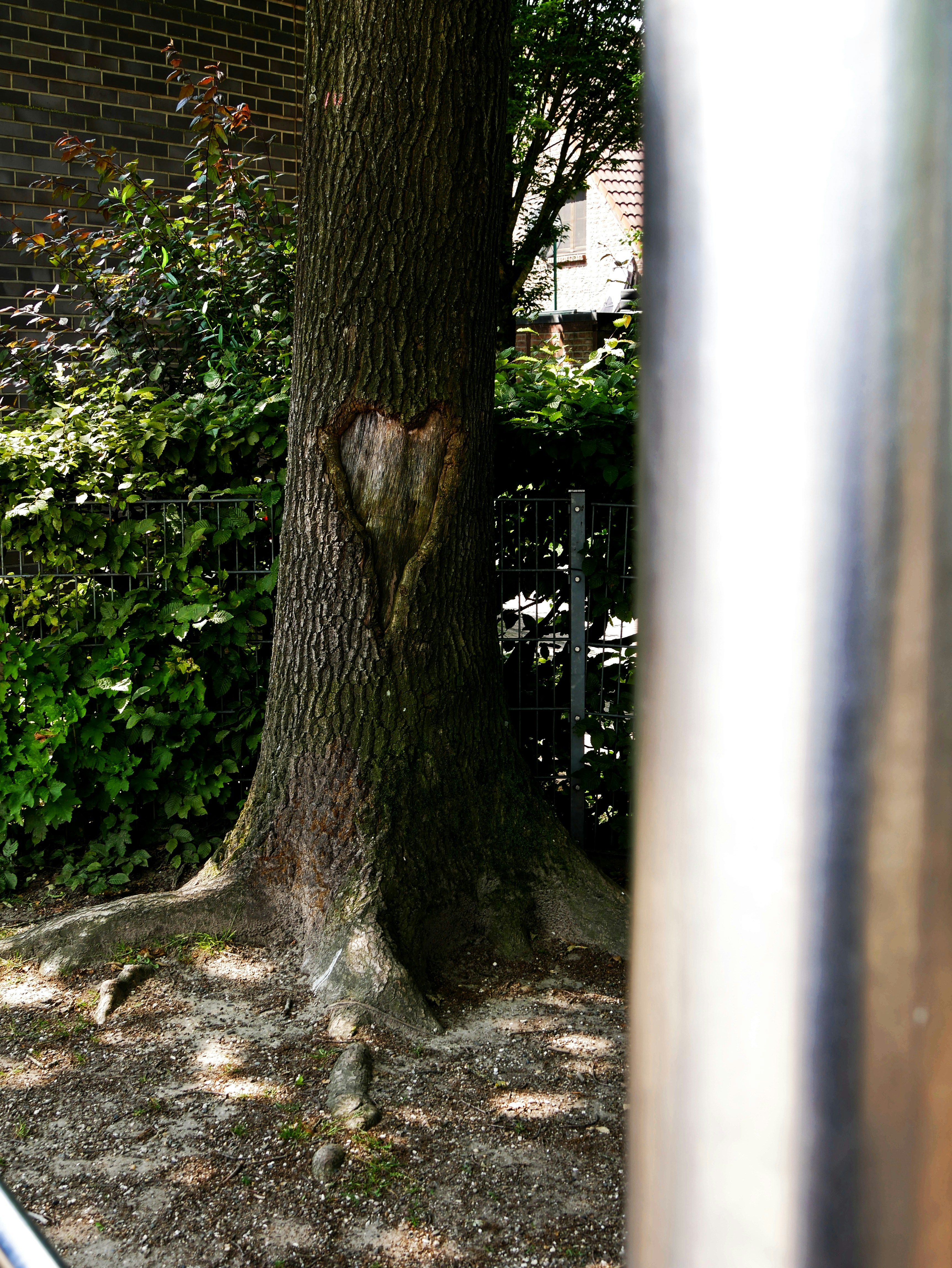 A view of a tree through a window photo – Free Tree Image on Unsplash