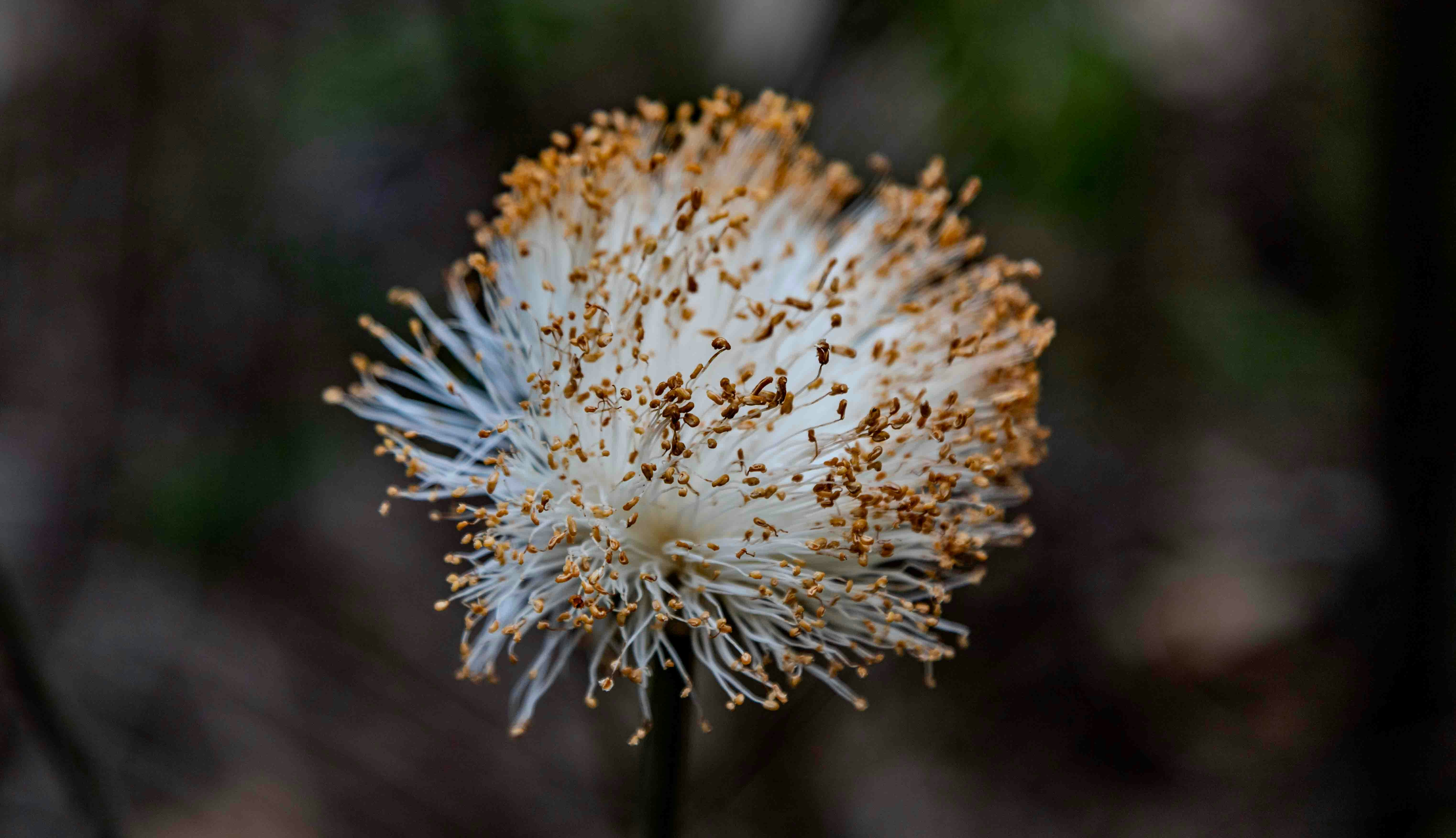 Fragile Crown: a lone seedhead unfurling in a shadowed grove