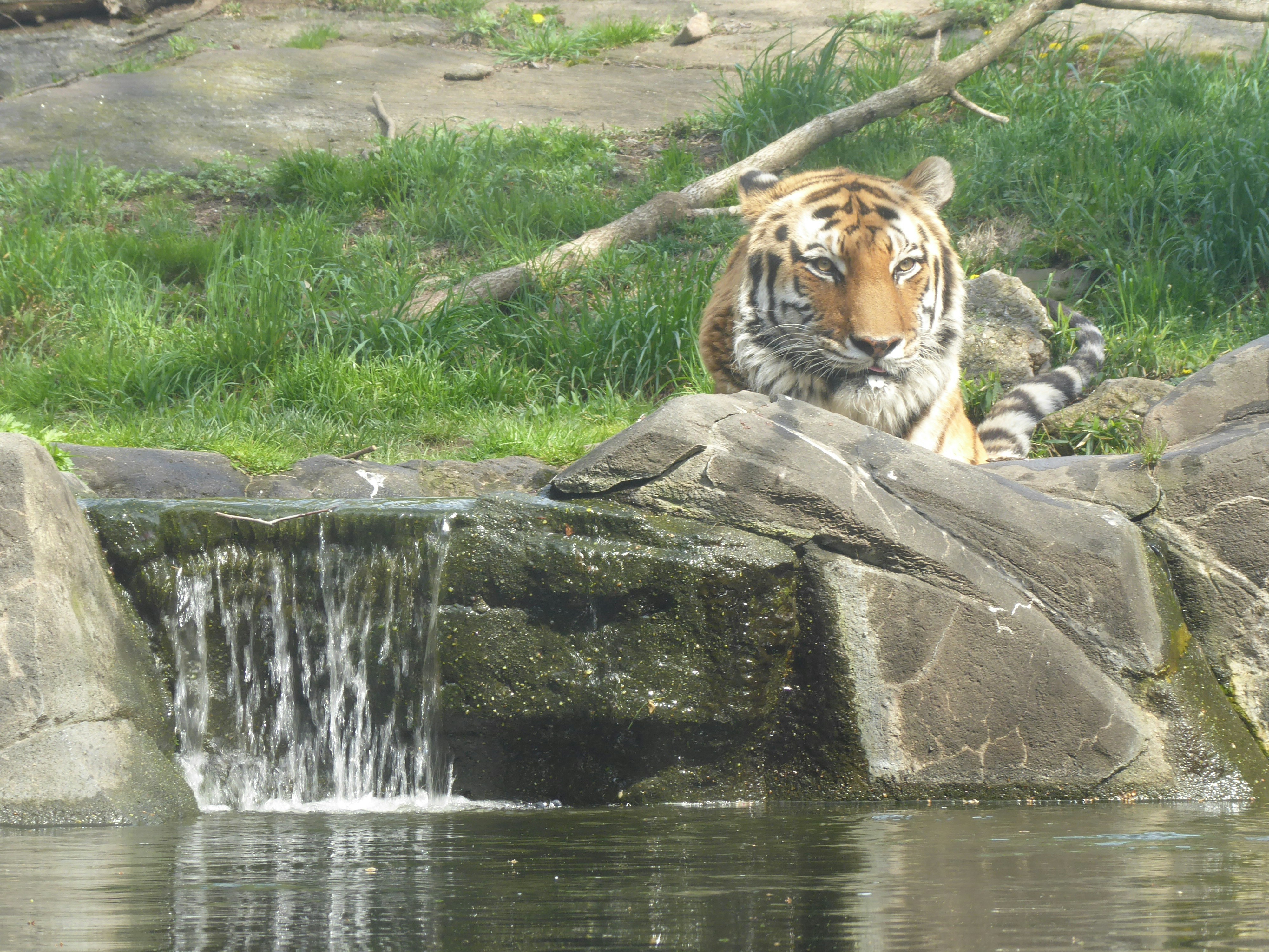Tiger on the Granite Edge: A Quiet Vigil by the Waterfall