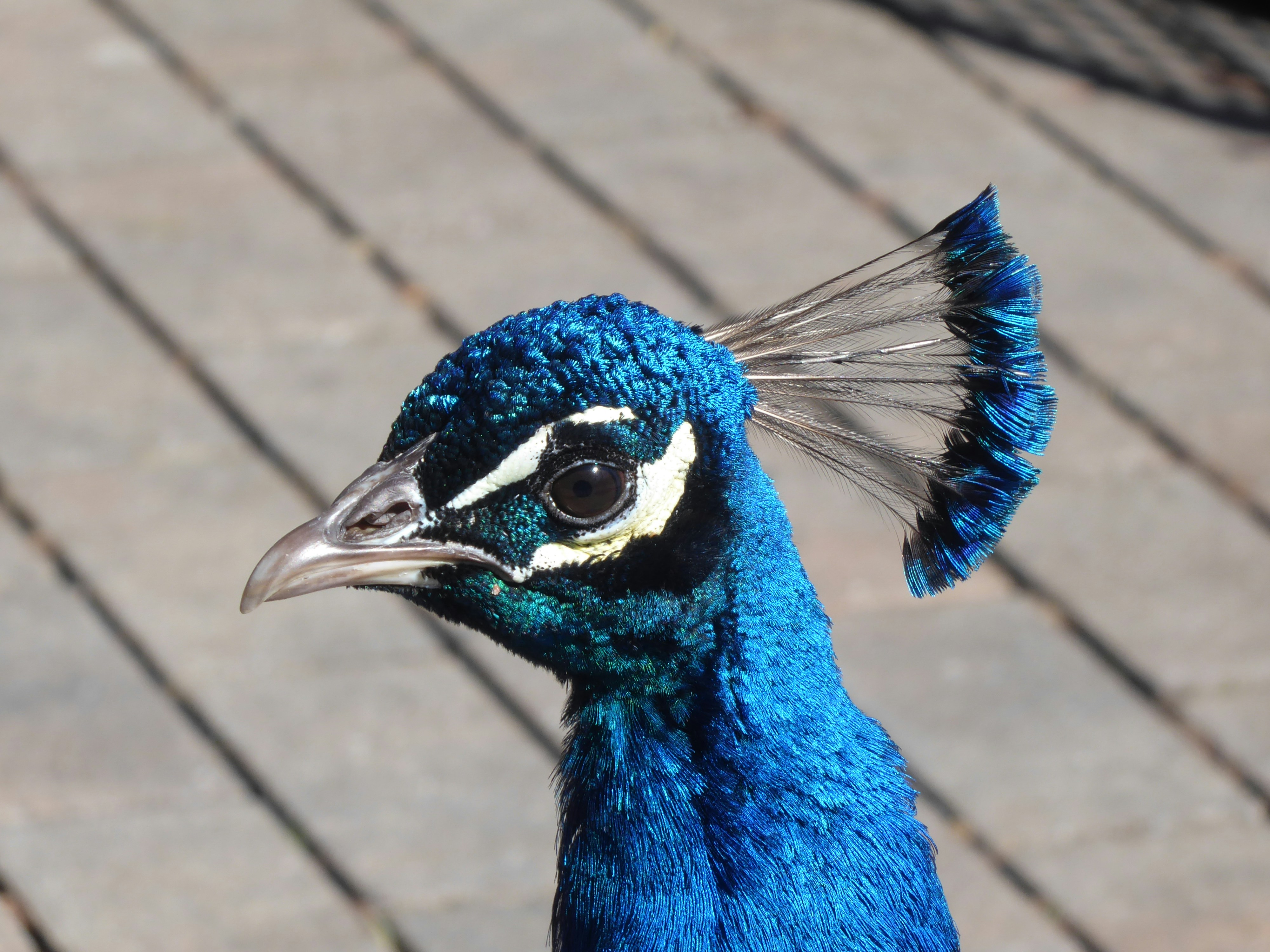 A close up of a peacock on a brick walkway photo – Free Bird Image on ...