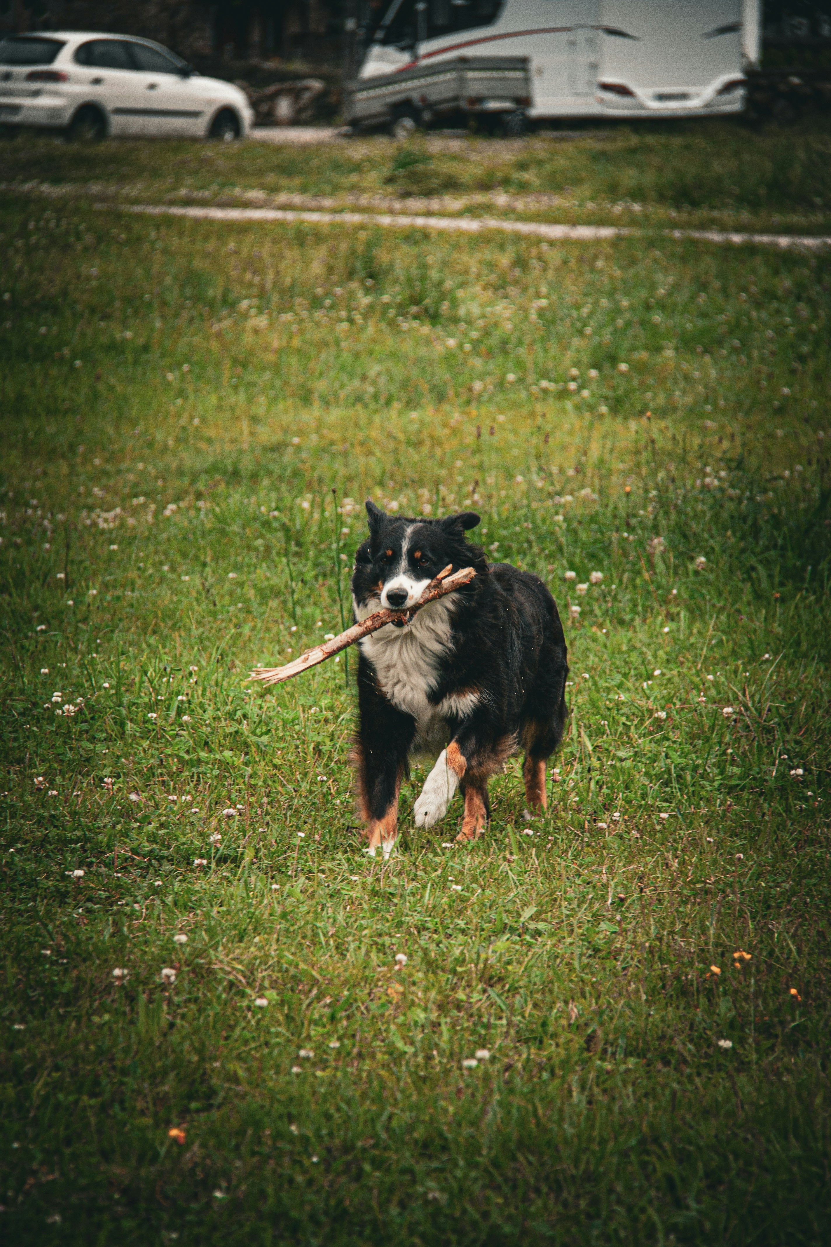 Border Collie with a Stick: Meadow Run Under a Suburban Backdrop