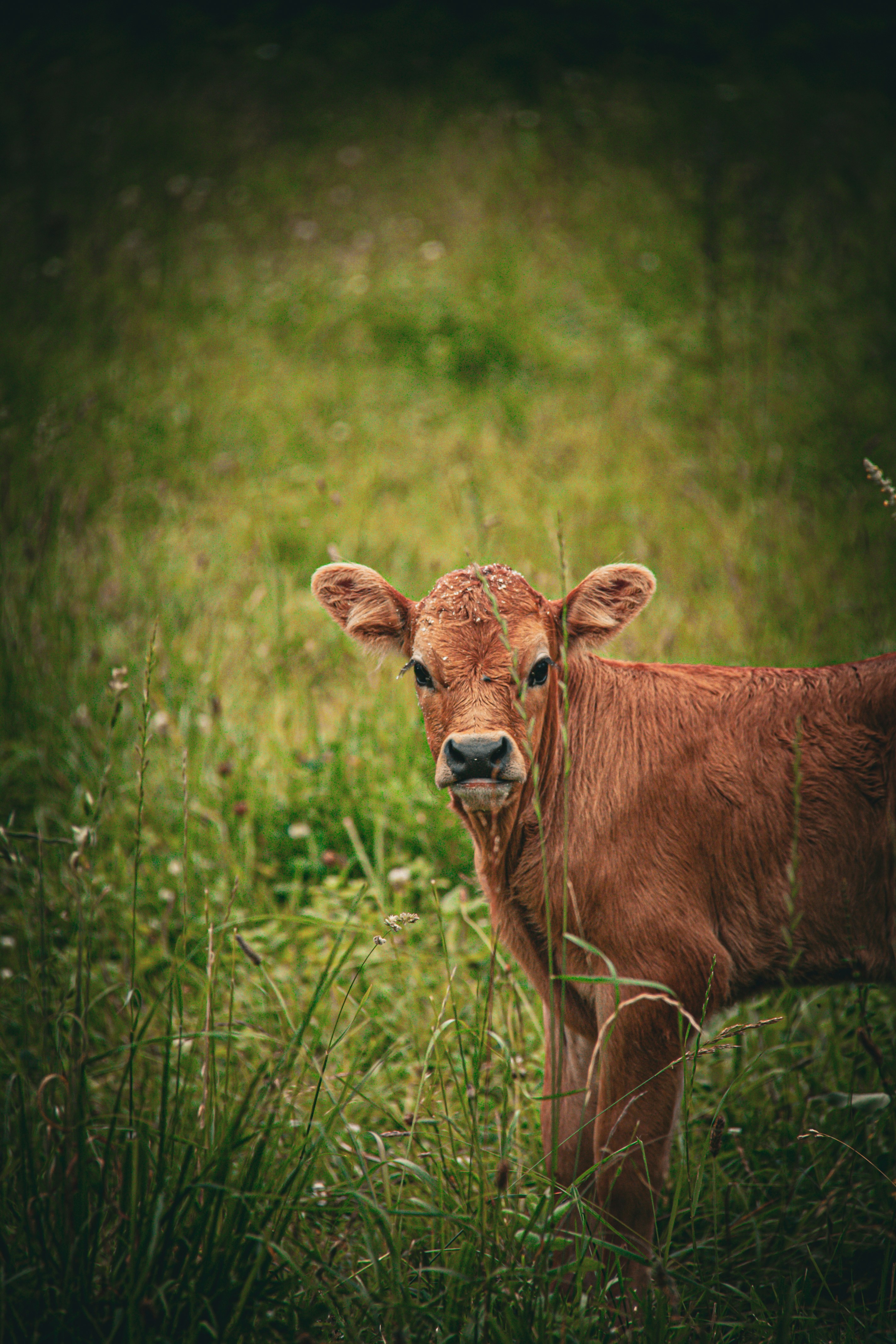 Curious Calf in a Sunlit Meadow