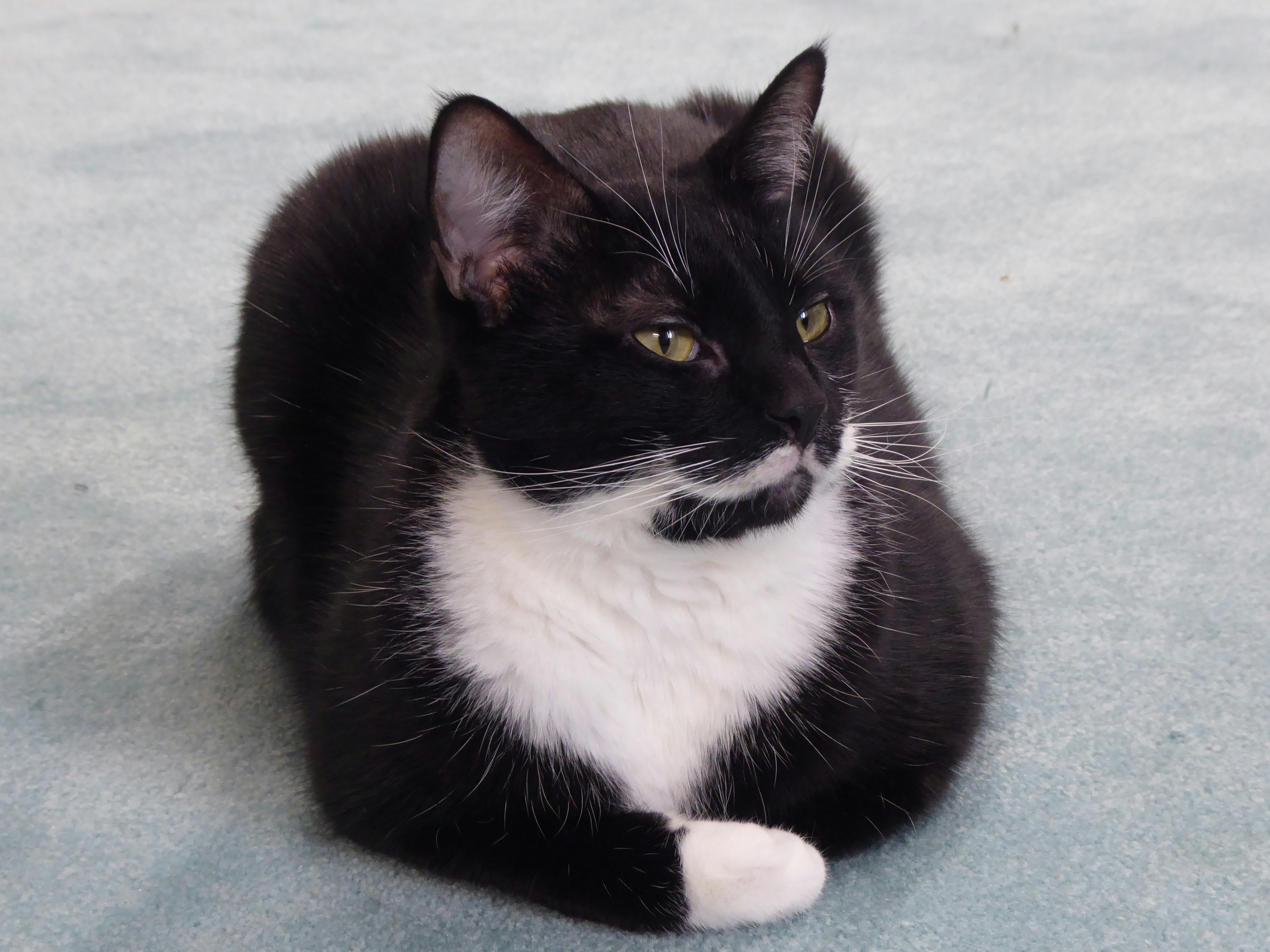 Adorable tuxedo cat resting
