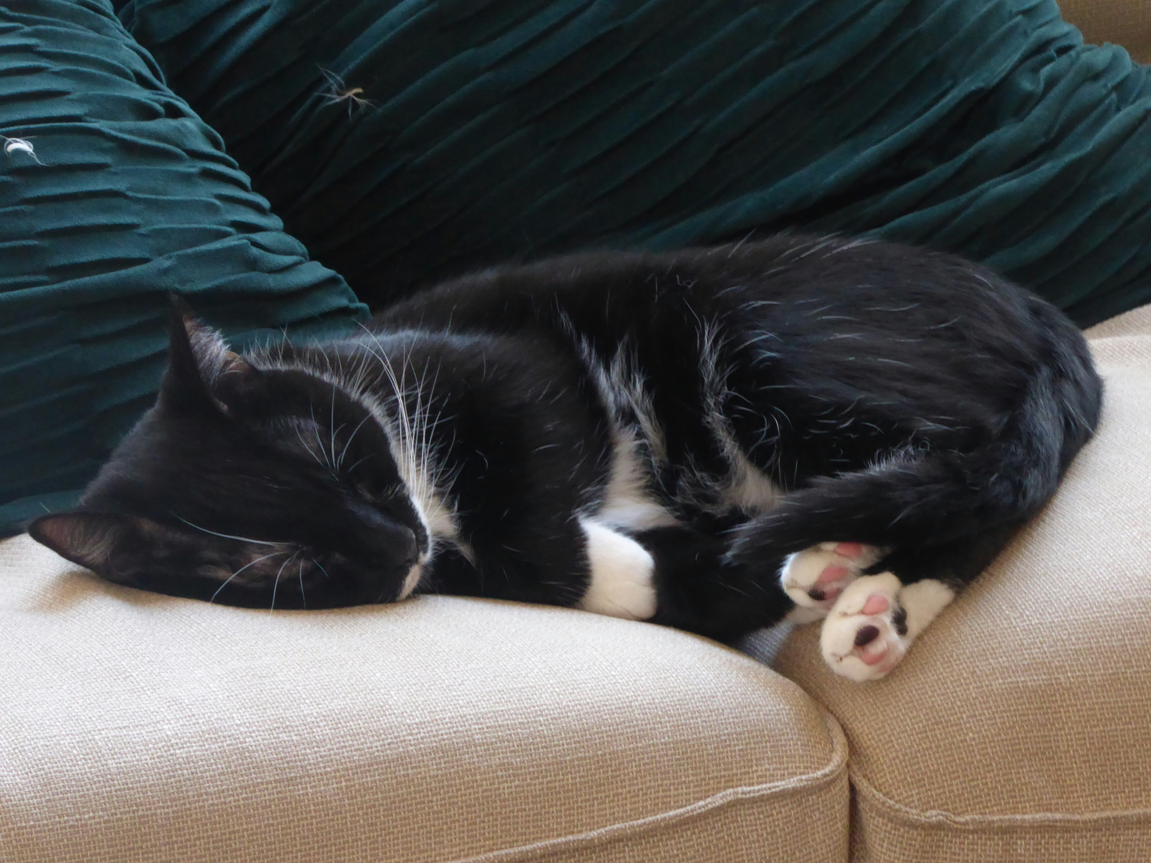 Adorable tuxedo cat sleeping on a couch