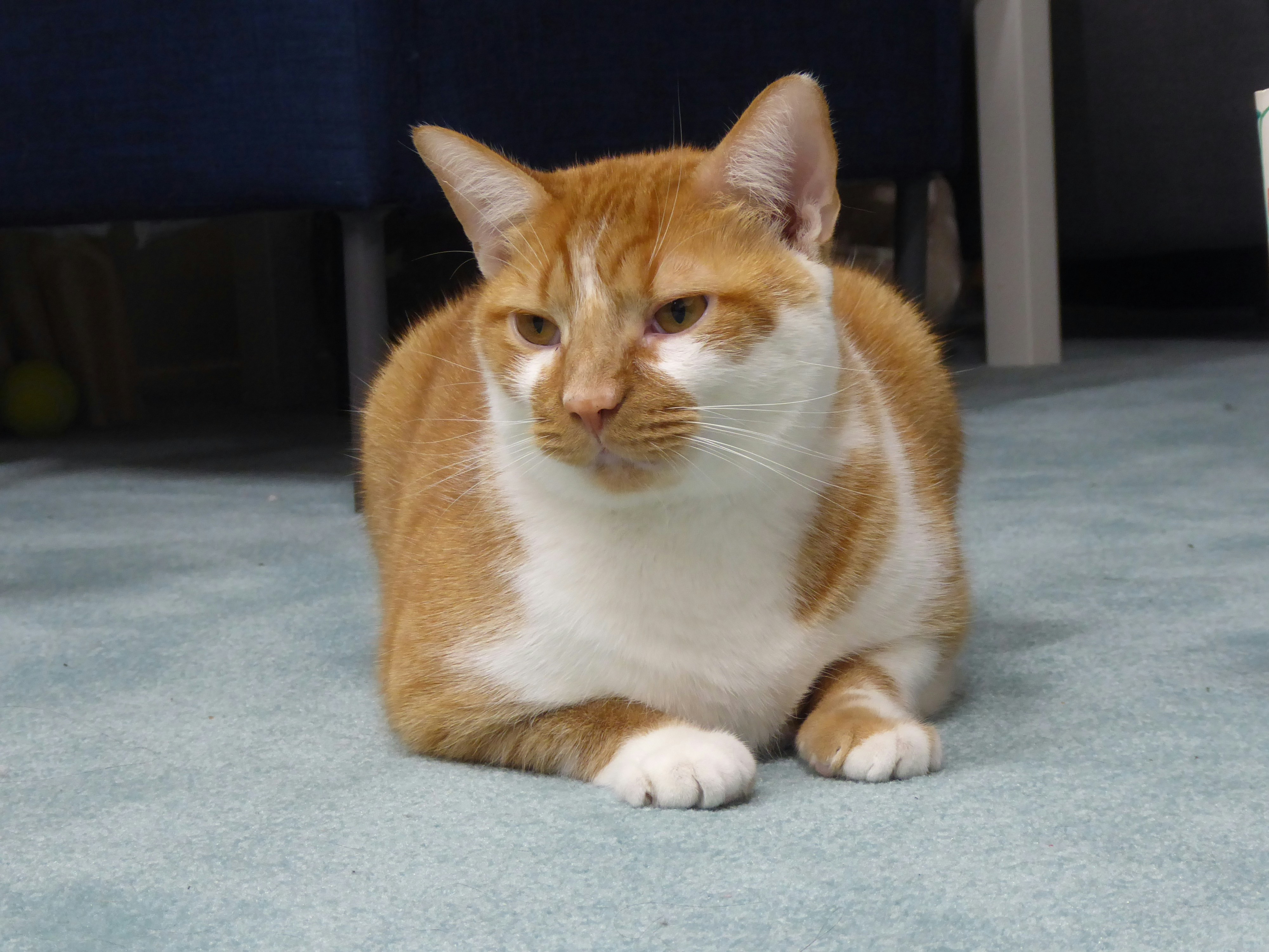 Cozy Orange-White Cat Resting on a Soft Carpet