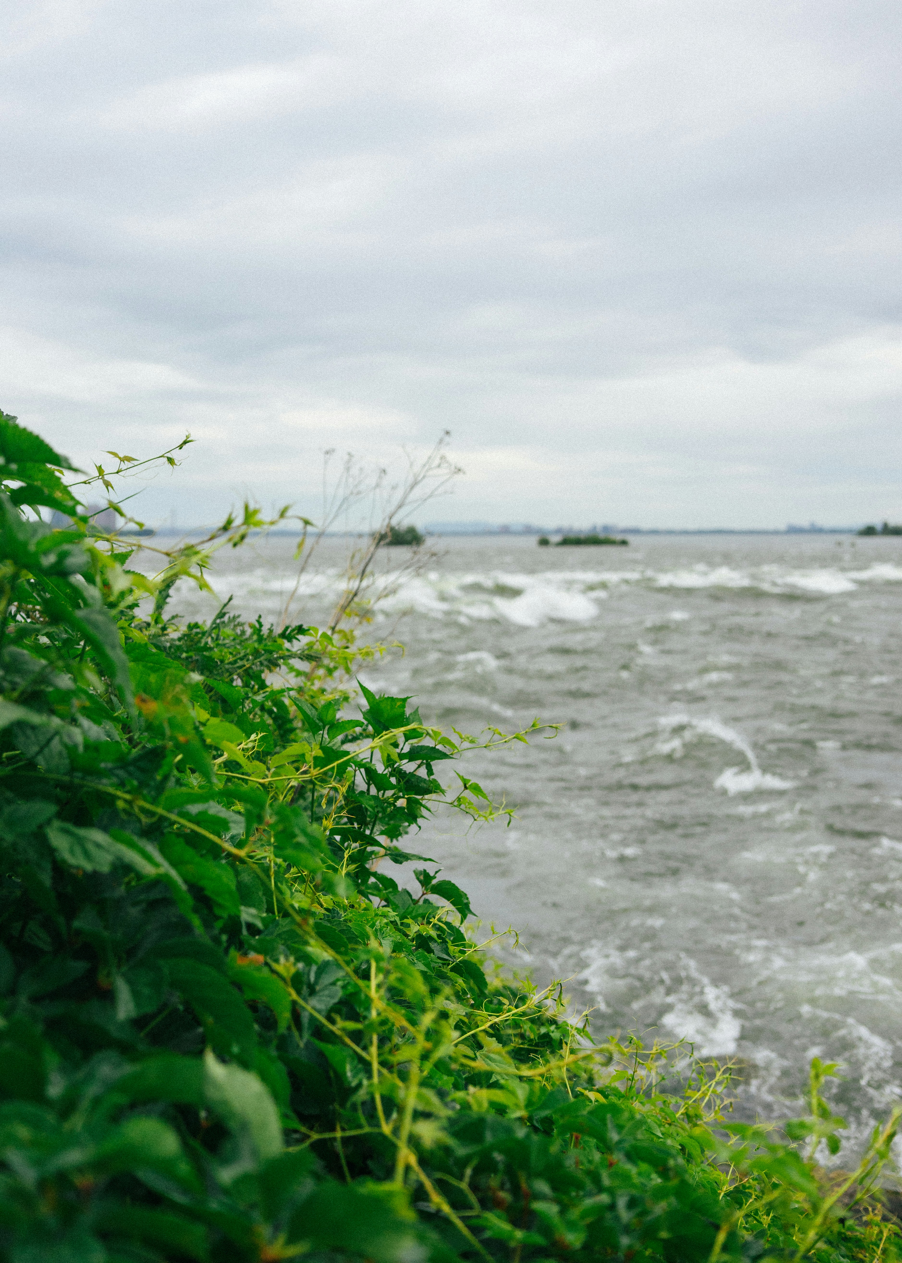 Green Tide Over the Lake: A Closer Look at Coastal Vines