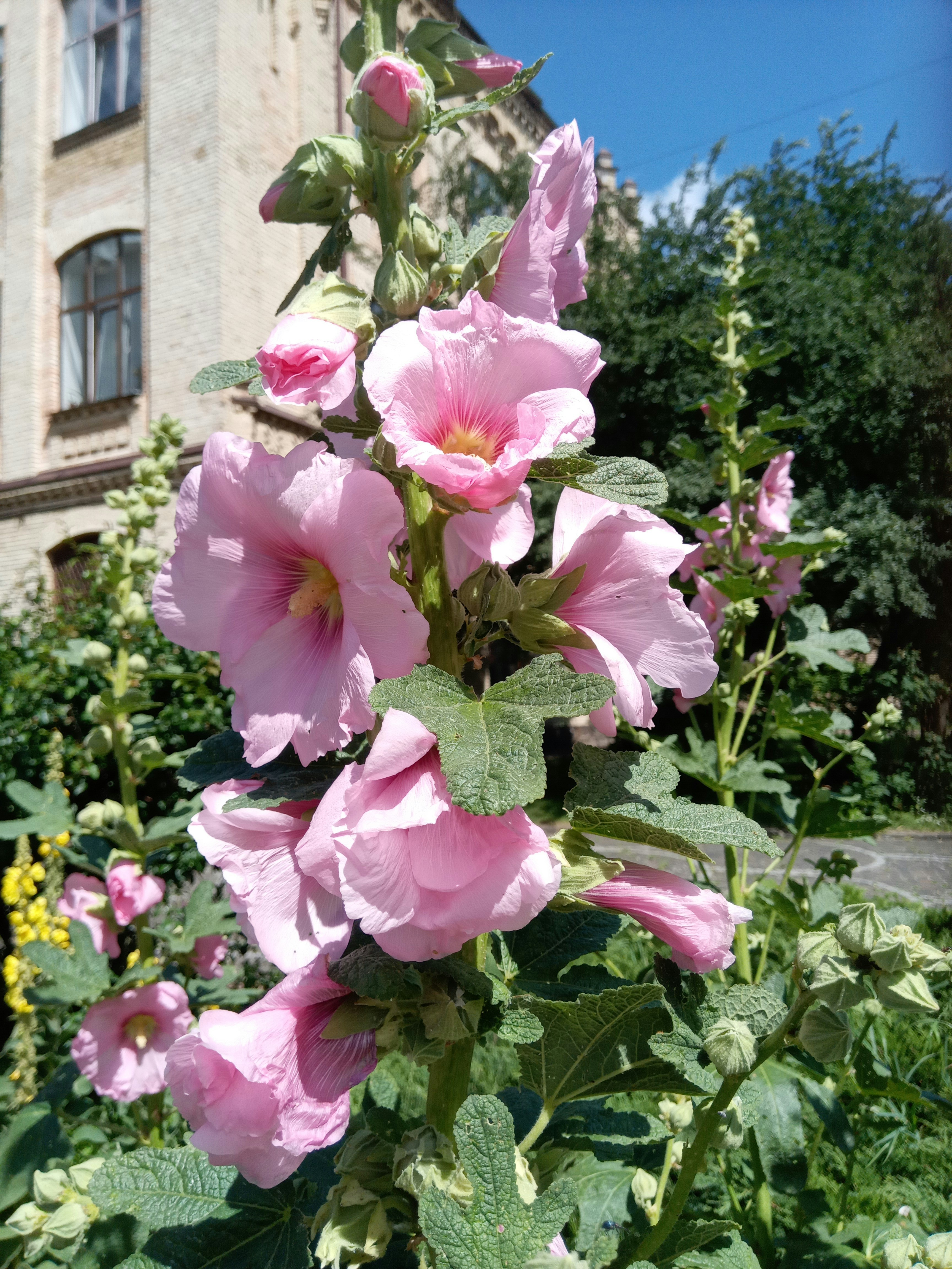 Mallow flowers behind the main building of the Kyiv Polytechnic Institute. Мальвы за главным корпусом Киевского политехнического института.