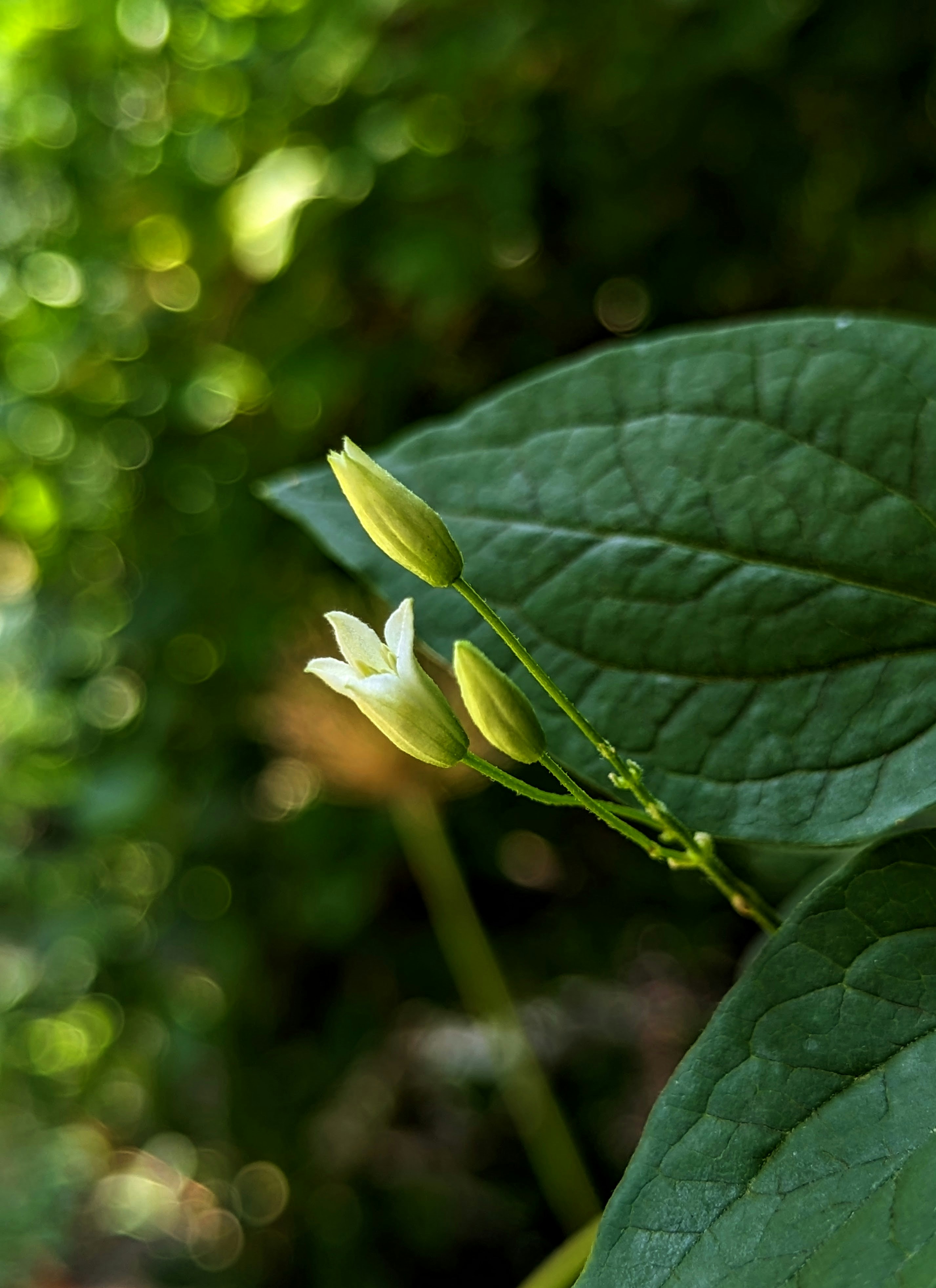 Quiet Emergence: Pale Buds Nestled Along a Veined Vine