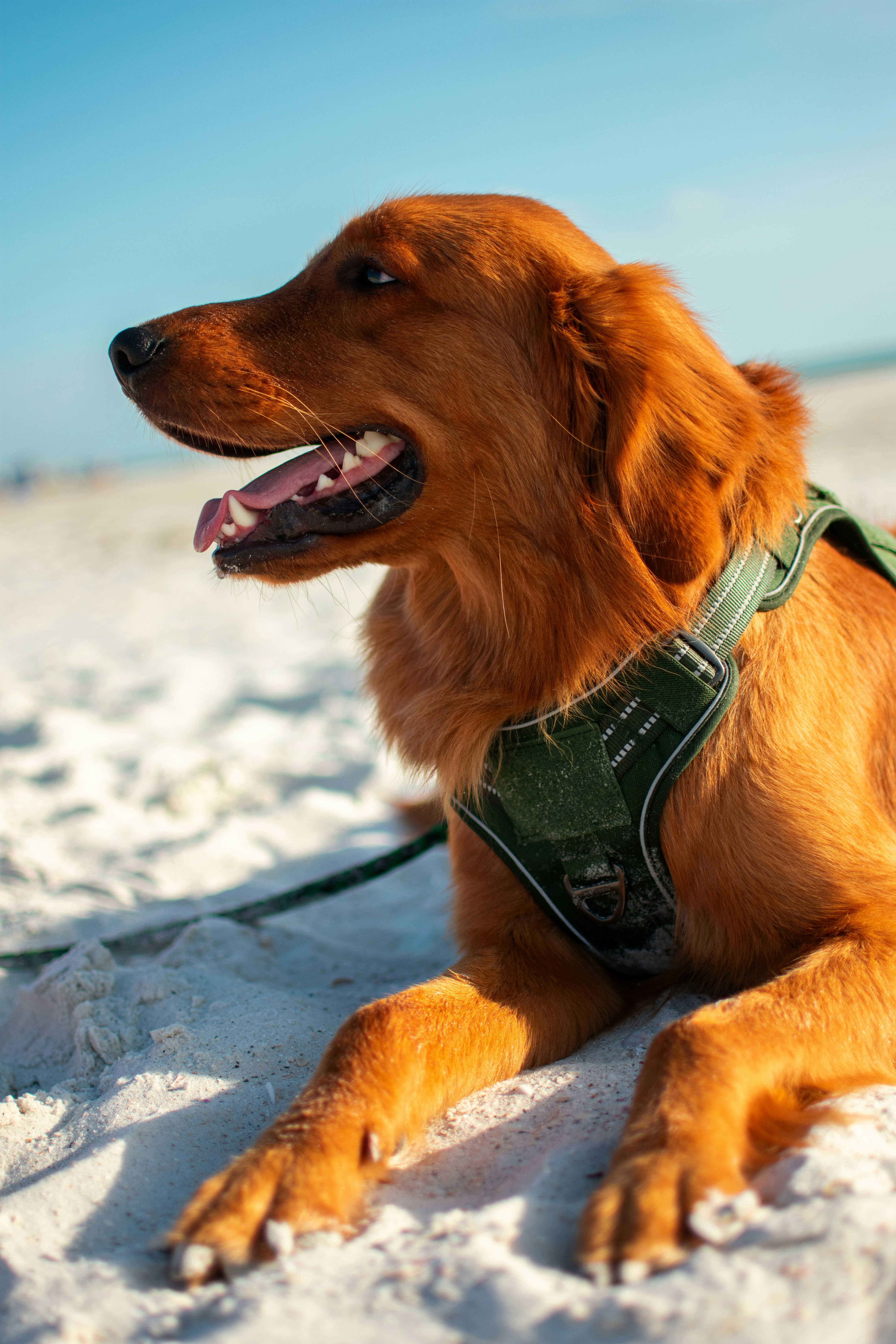 Sunlit Golden Retriever on Beach: Focused Gaze and Open Mouth in Sandy Portrait