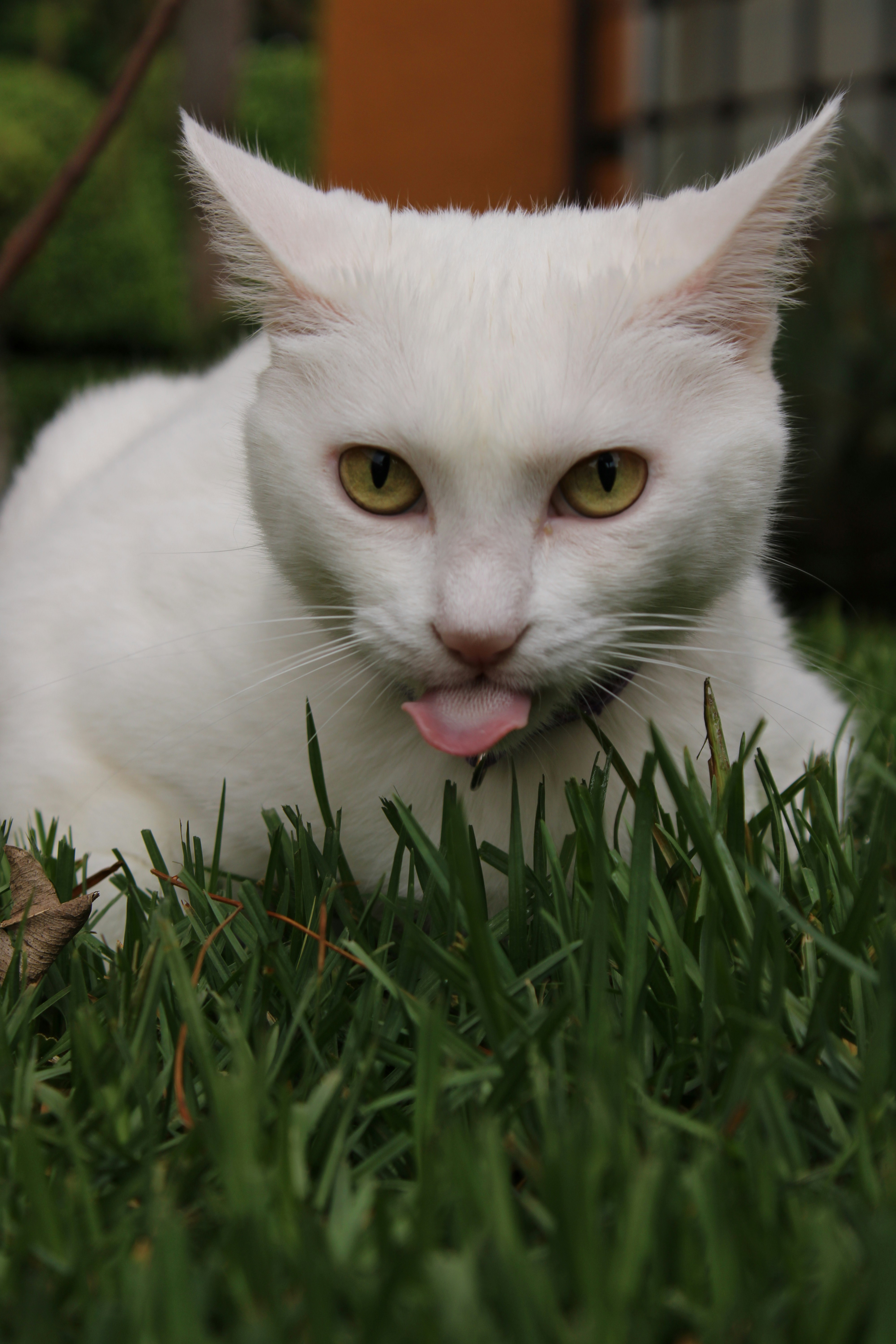 The White Cat's Bold Gaze Across the Green Lawn