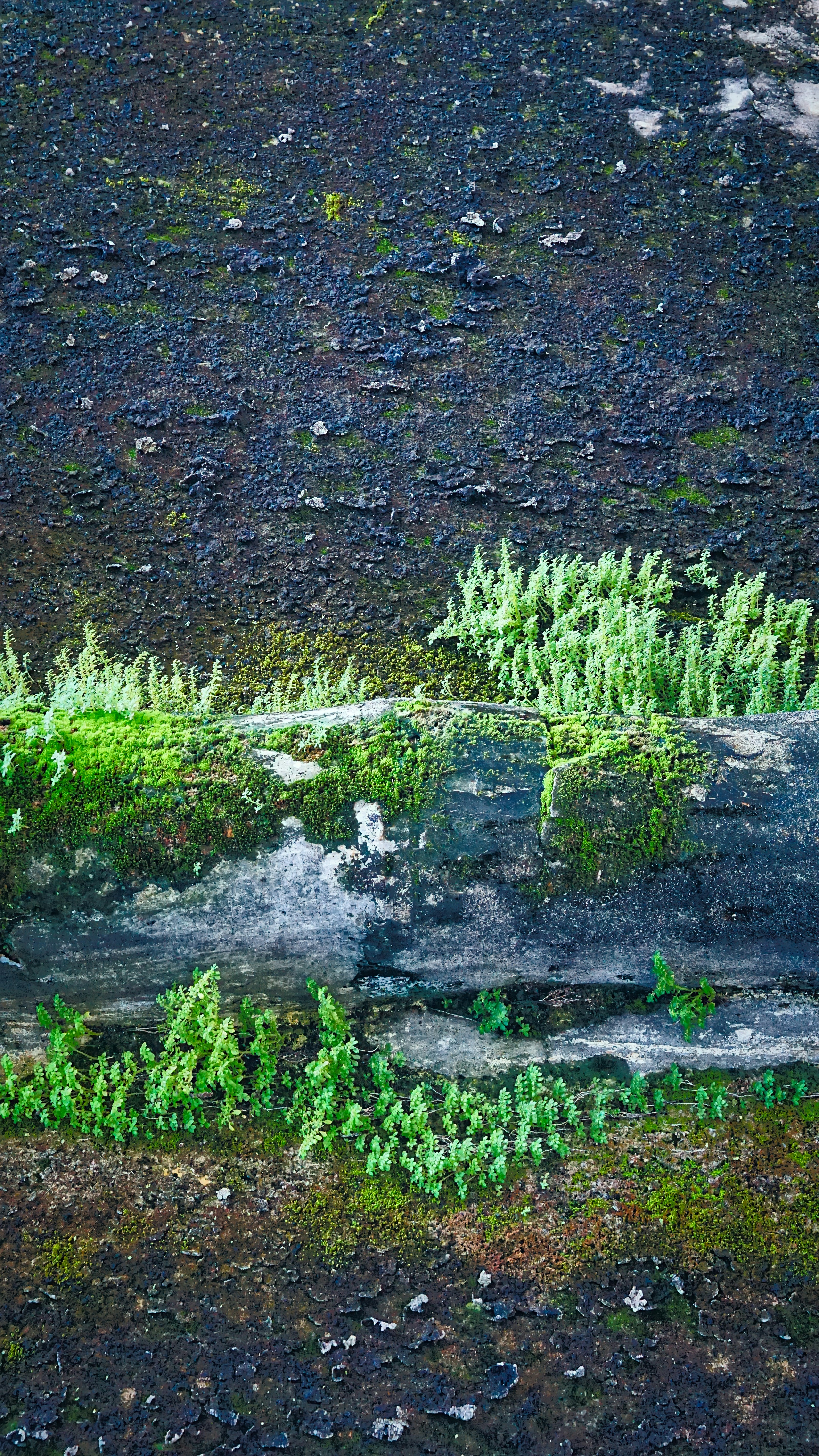 Emerald Reclamation on a Weathered Concrete Wall