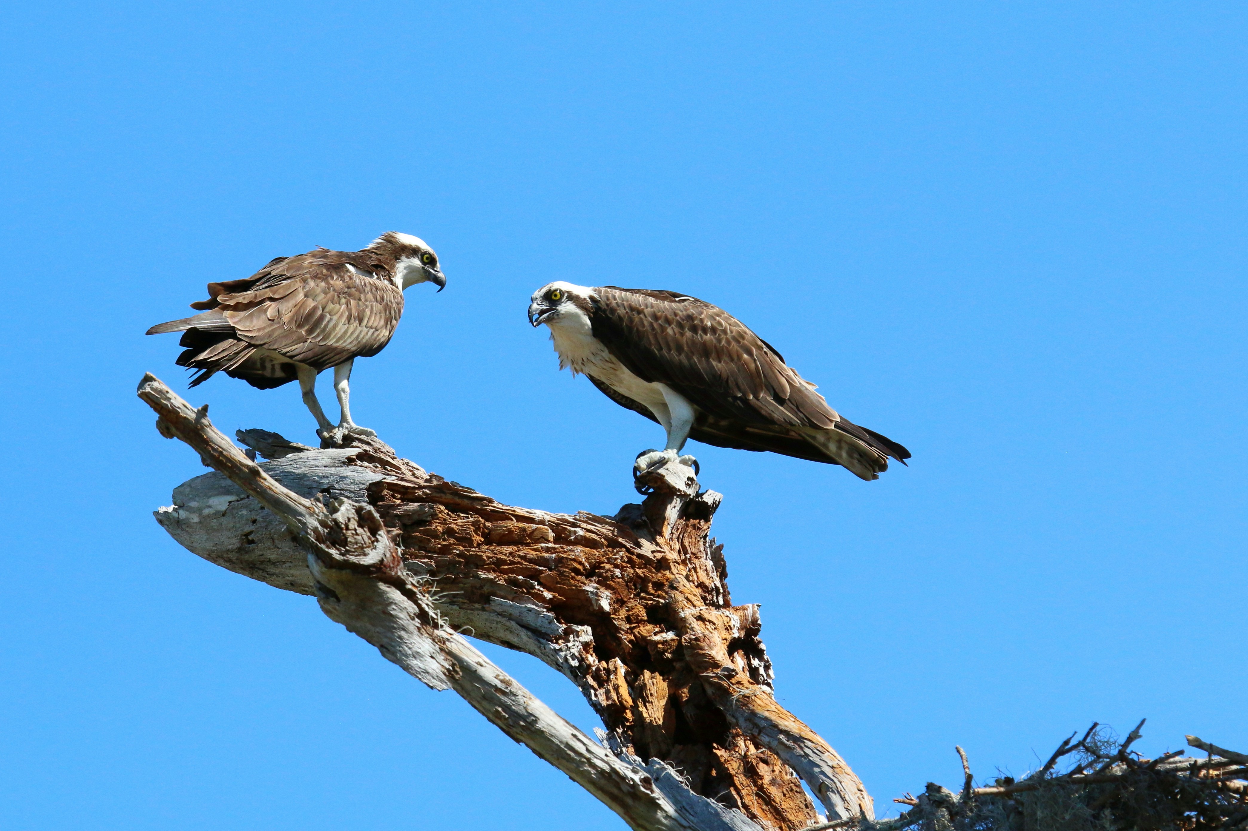 Azure Watch: Twin Ospreys Perched on a Bleached Branch