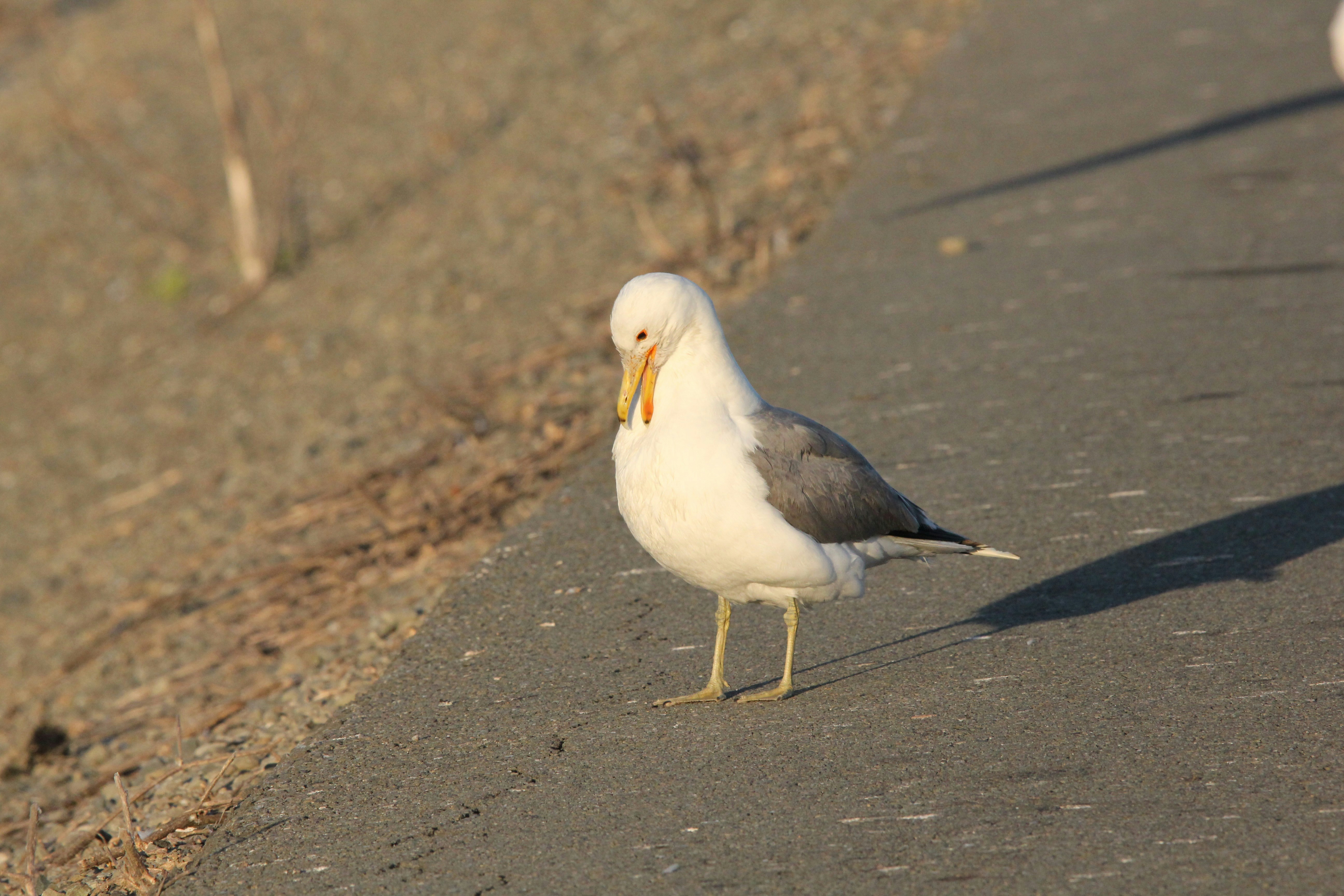 Sun-Warmed Seagull Stance on a Quiet Asphalt Path