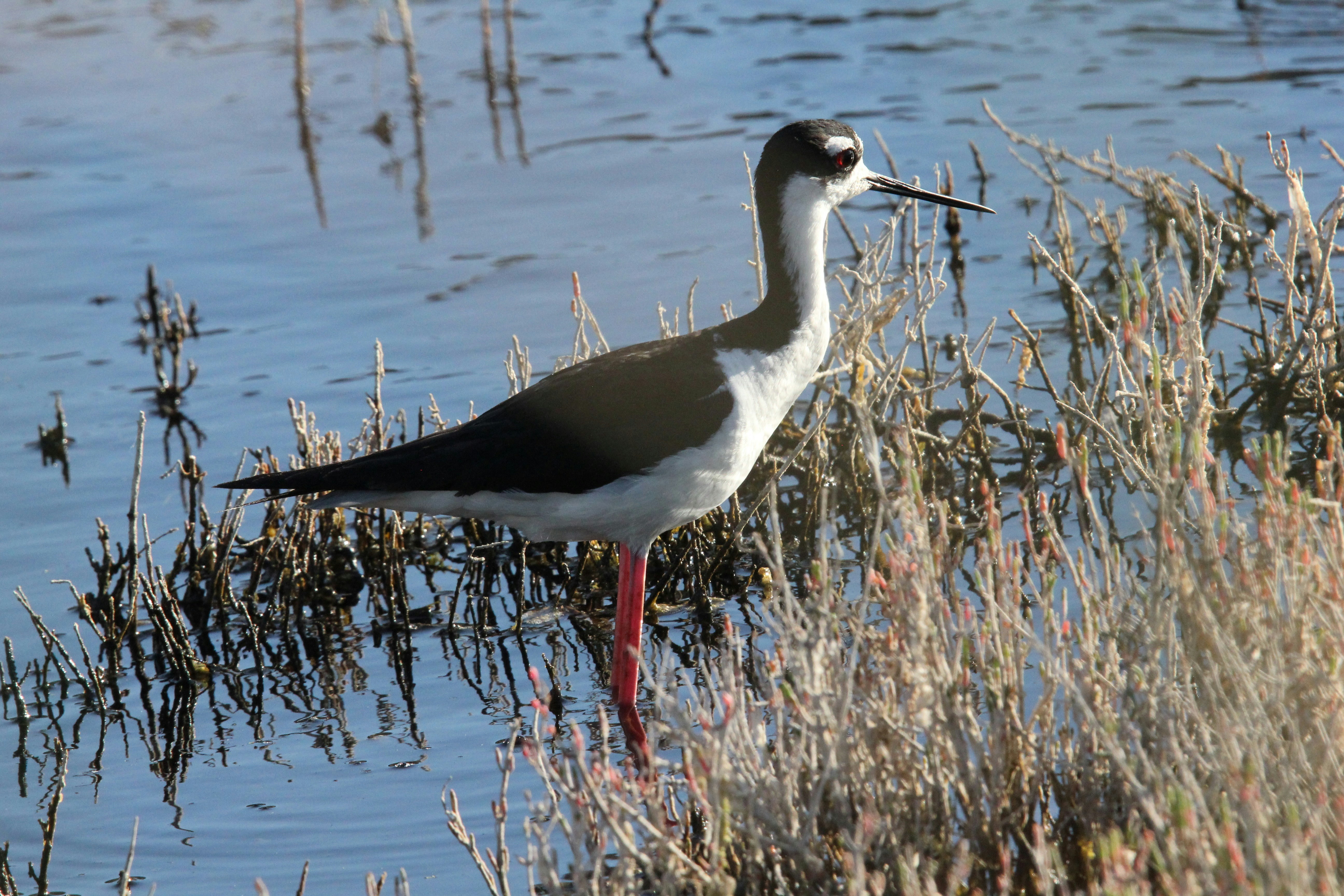 Elegance Amidst the Marsh