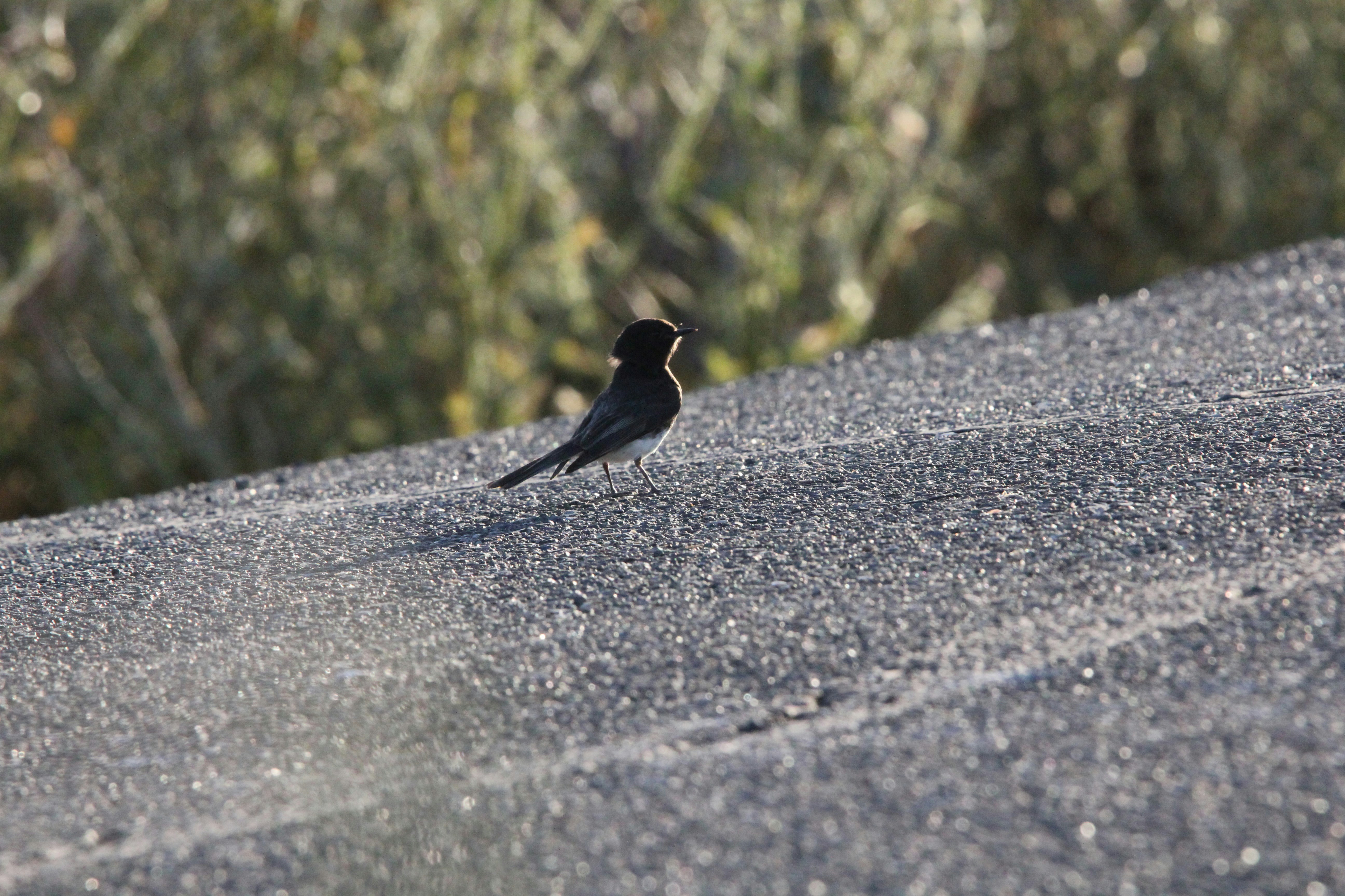 A lone robin on sunlit roof slope at dusk