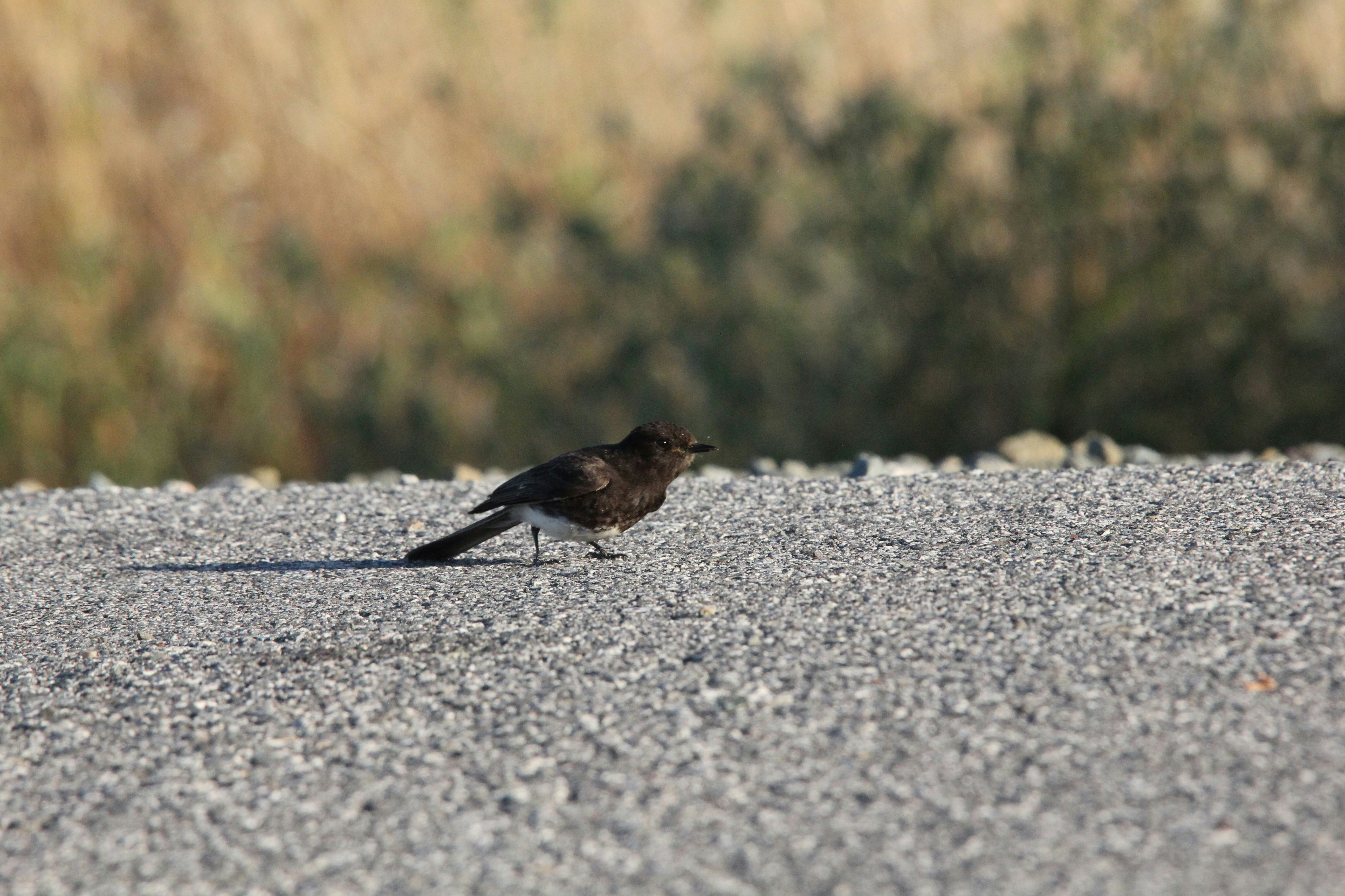 Gravel Road Sentinel: Blackbird in Late-Day Light