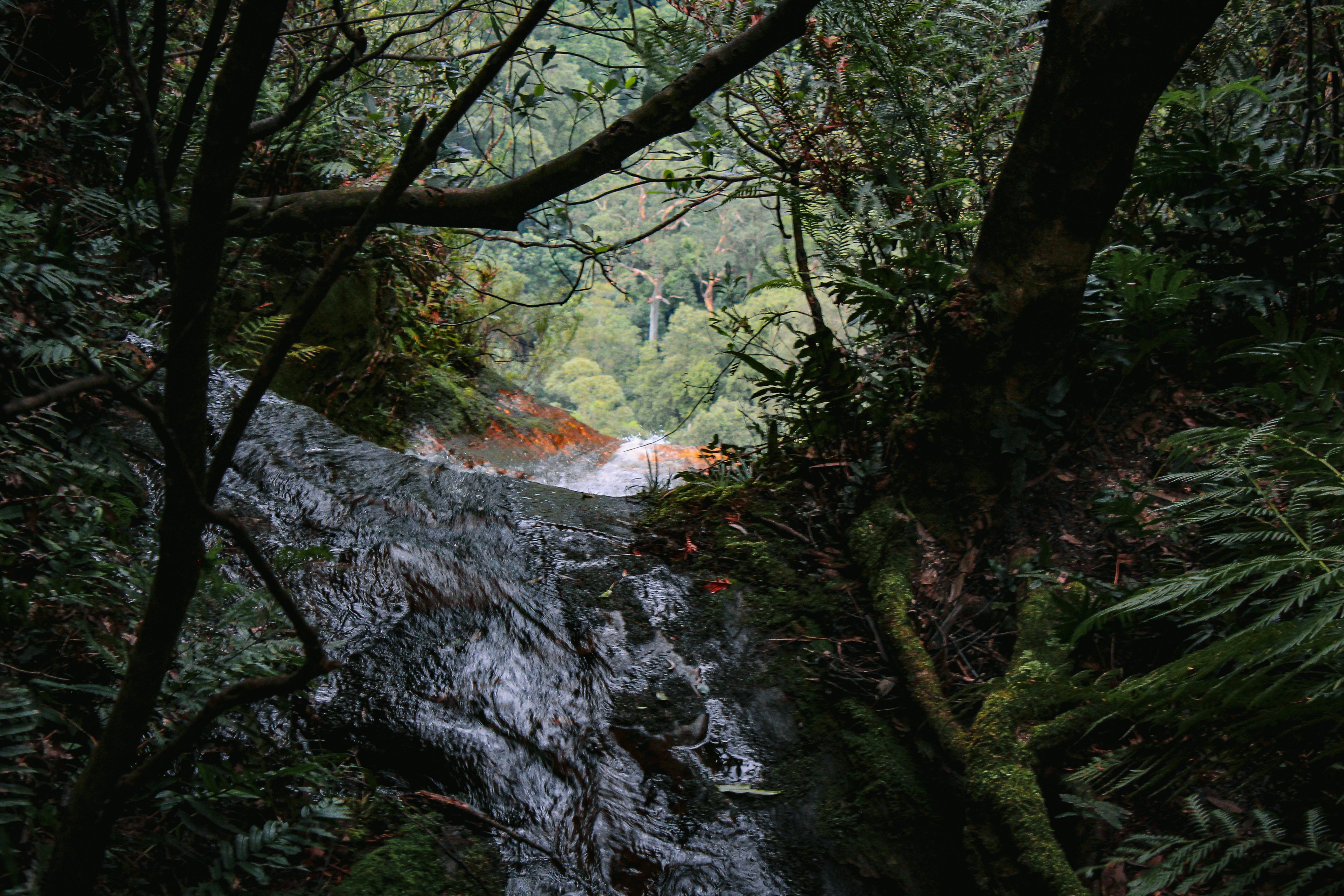 Moss-Covered Cascade in Dappled Forest Light