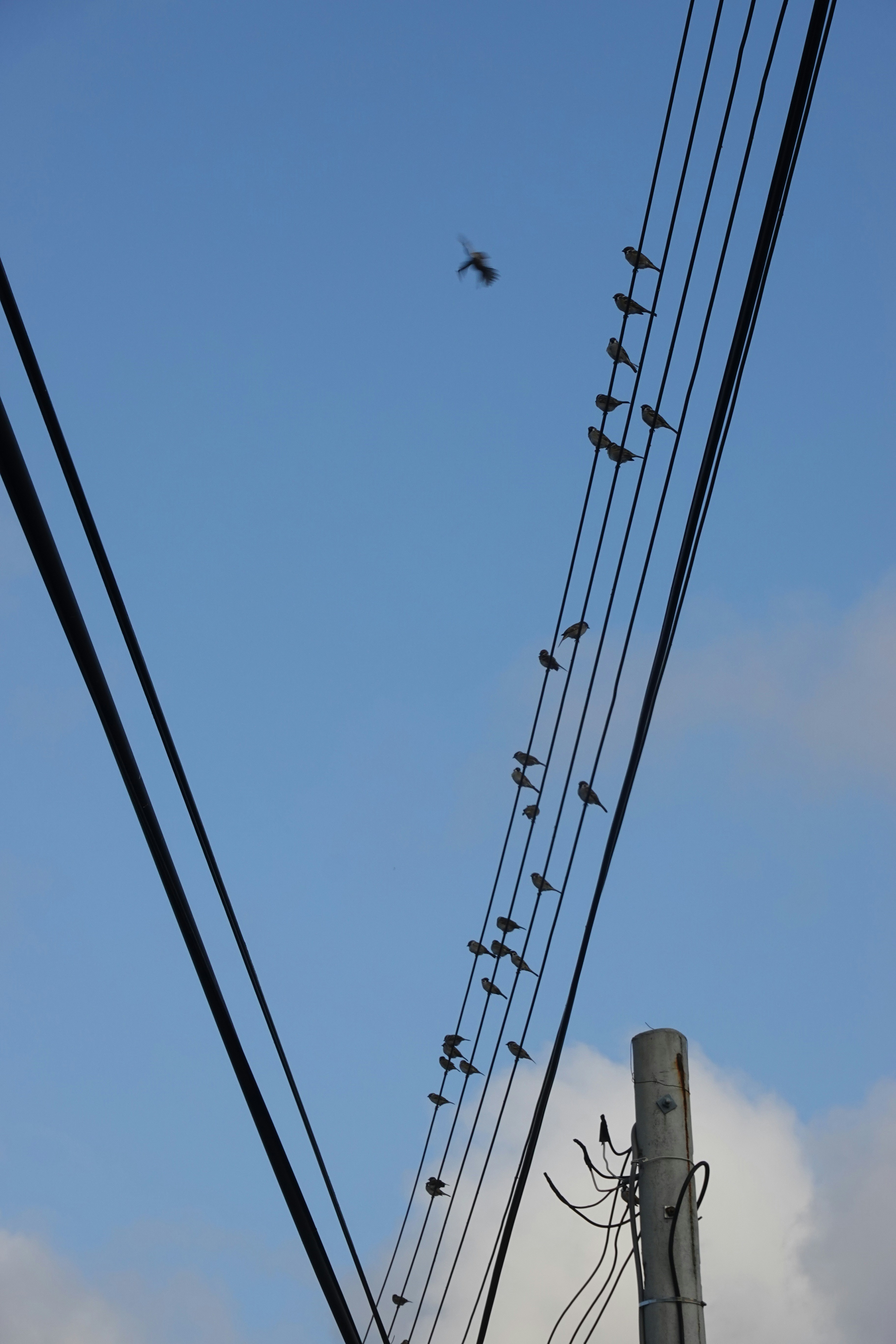 Vertical Chorus on Wires: Birds Silhouetted Against a Clear Sky