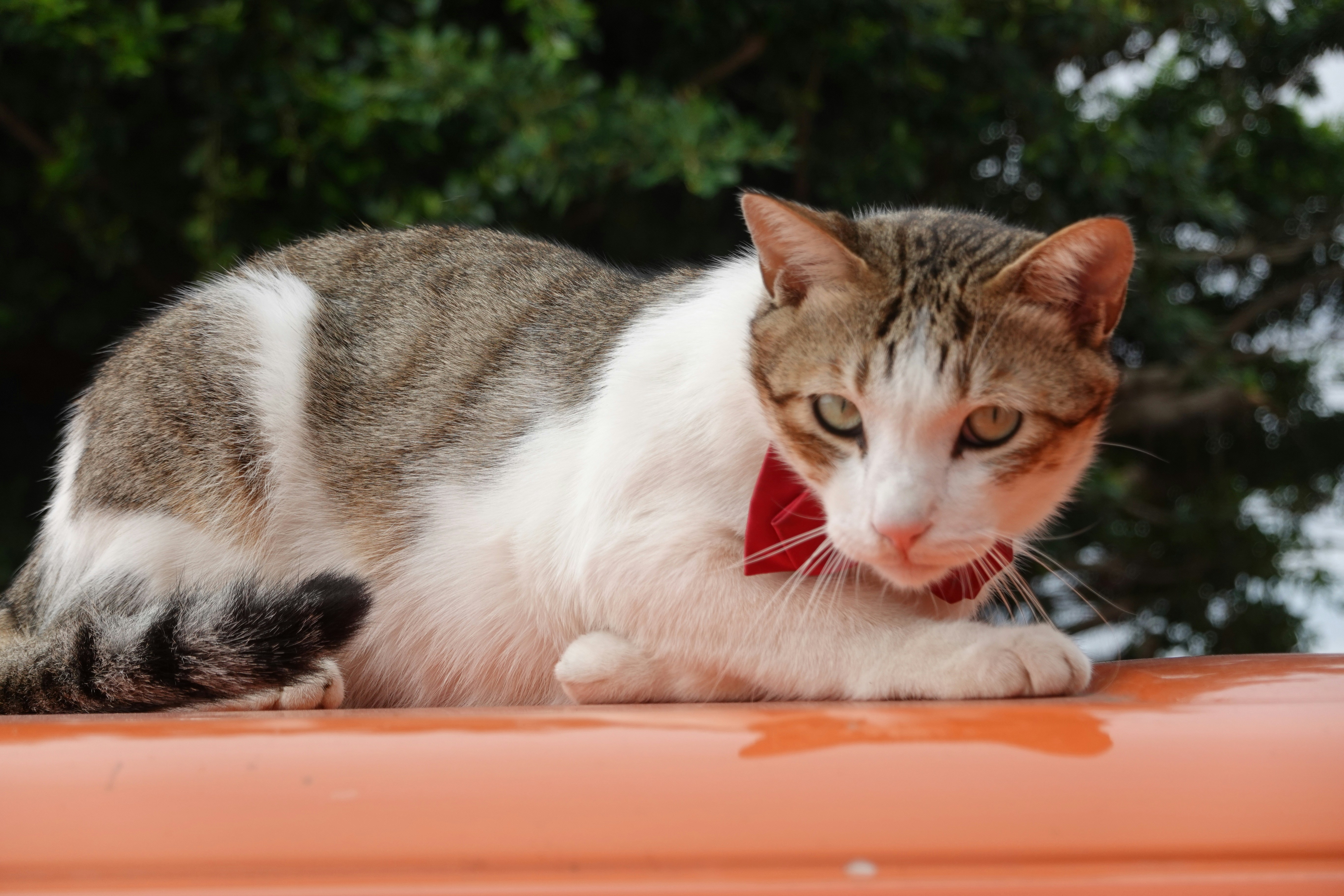 Amber-Eyed Cat Lounges on a Bright Orange Car Hood