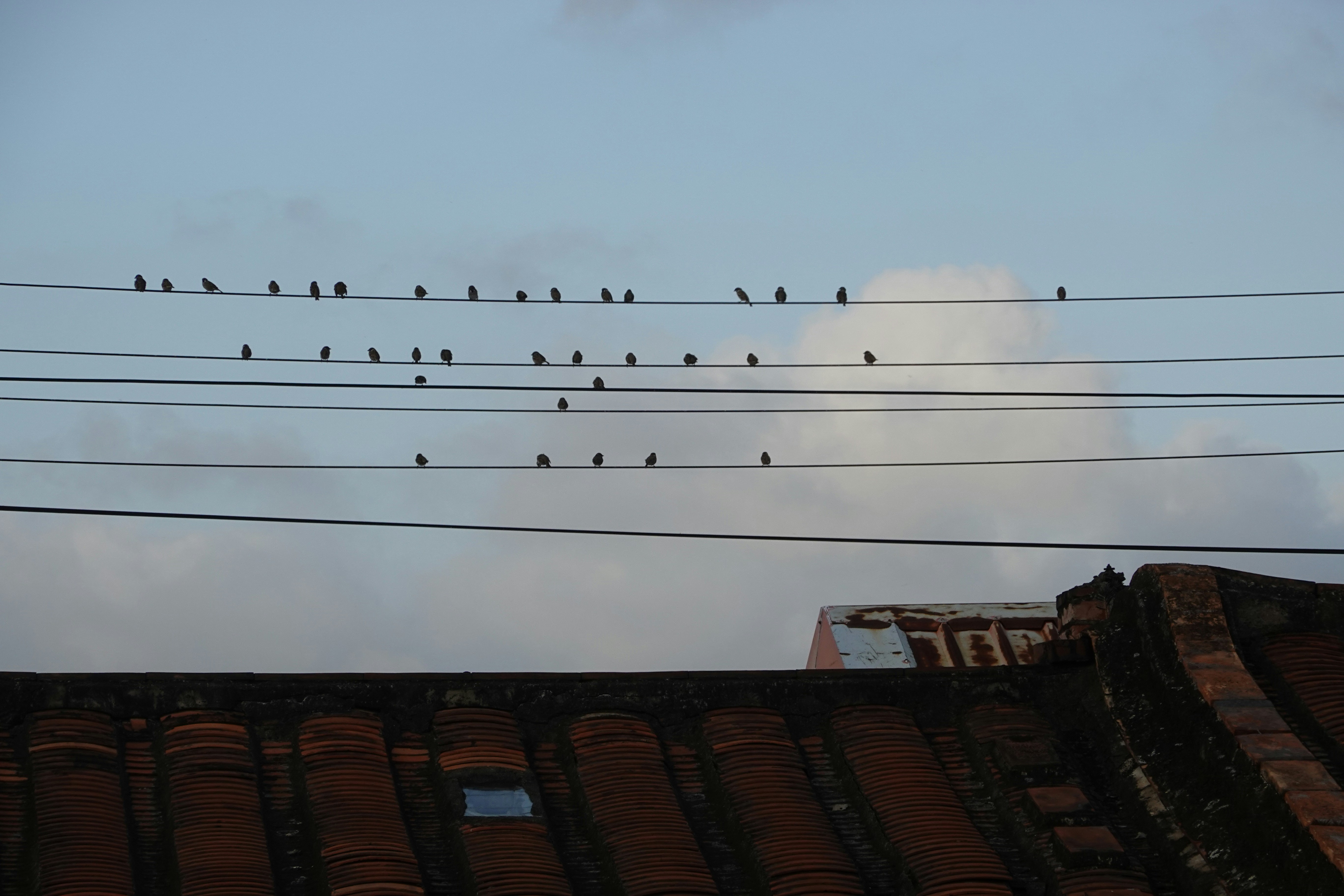 Bird Chorus on Utility Lines Over a Weathered Tile Roof