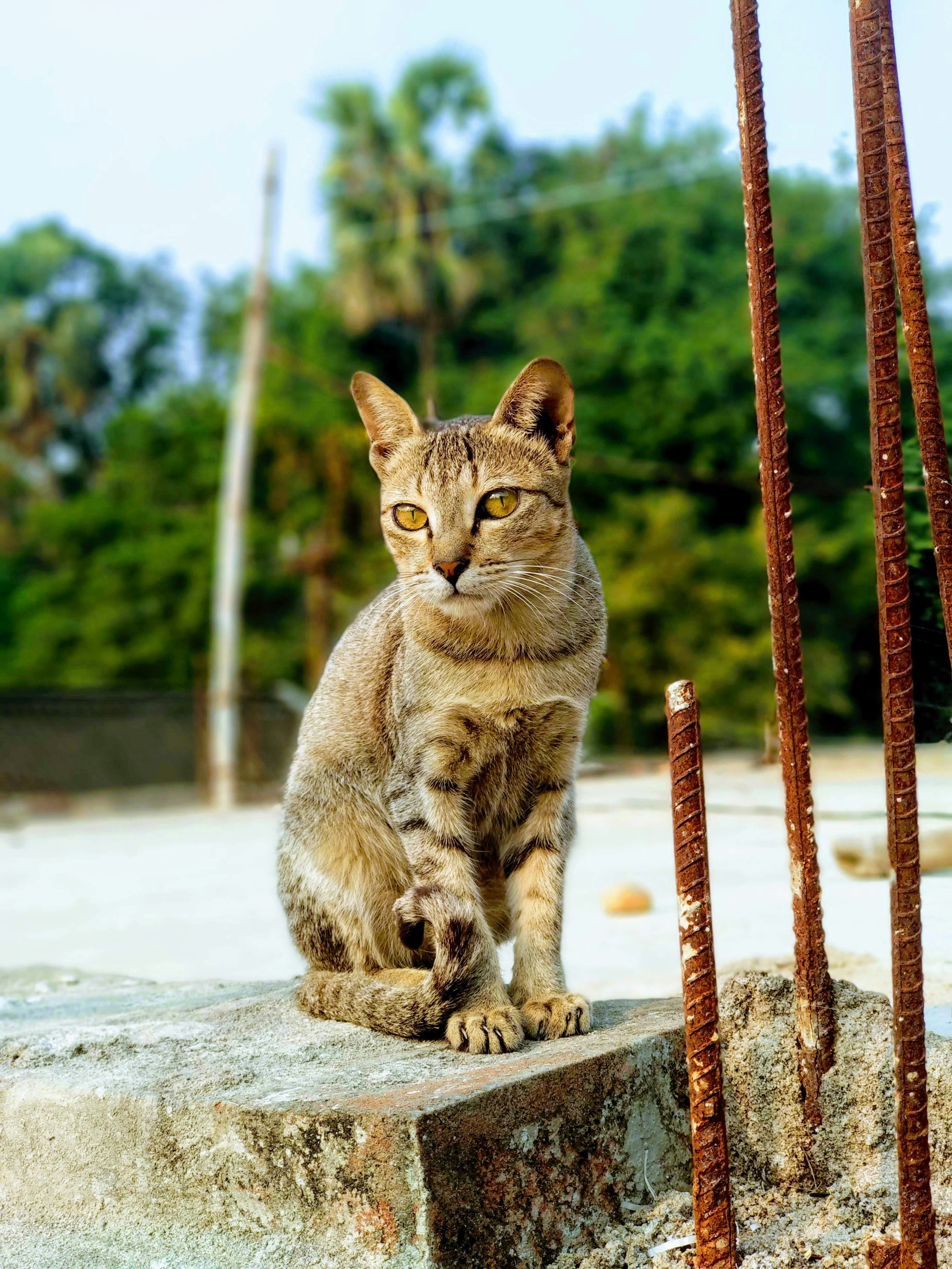 Photo by Debi Prasad Mishra with Xiaomi Mi A1
