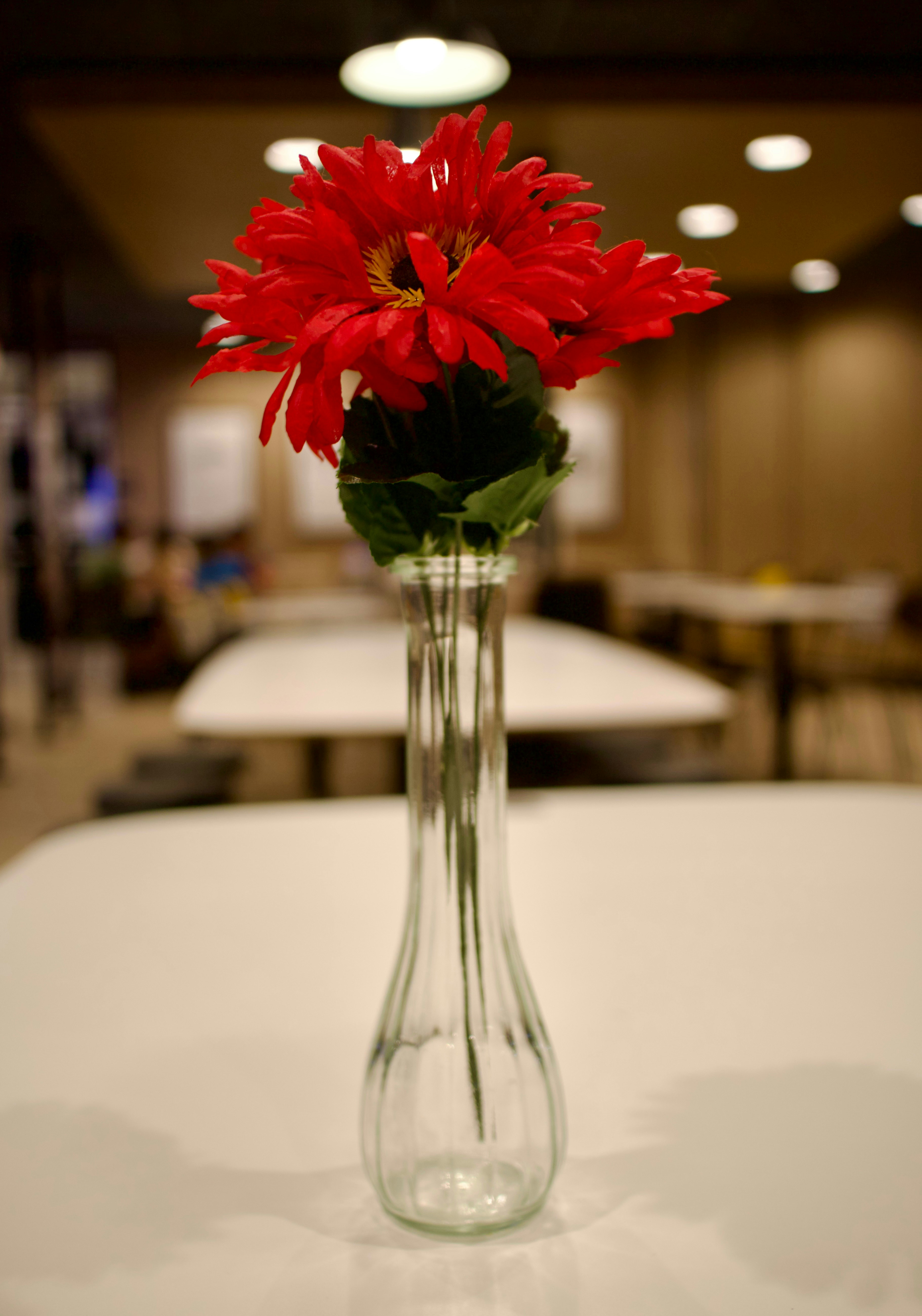 Crimson Blossom in a Quiet Café Vase