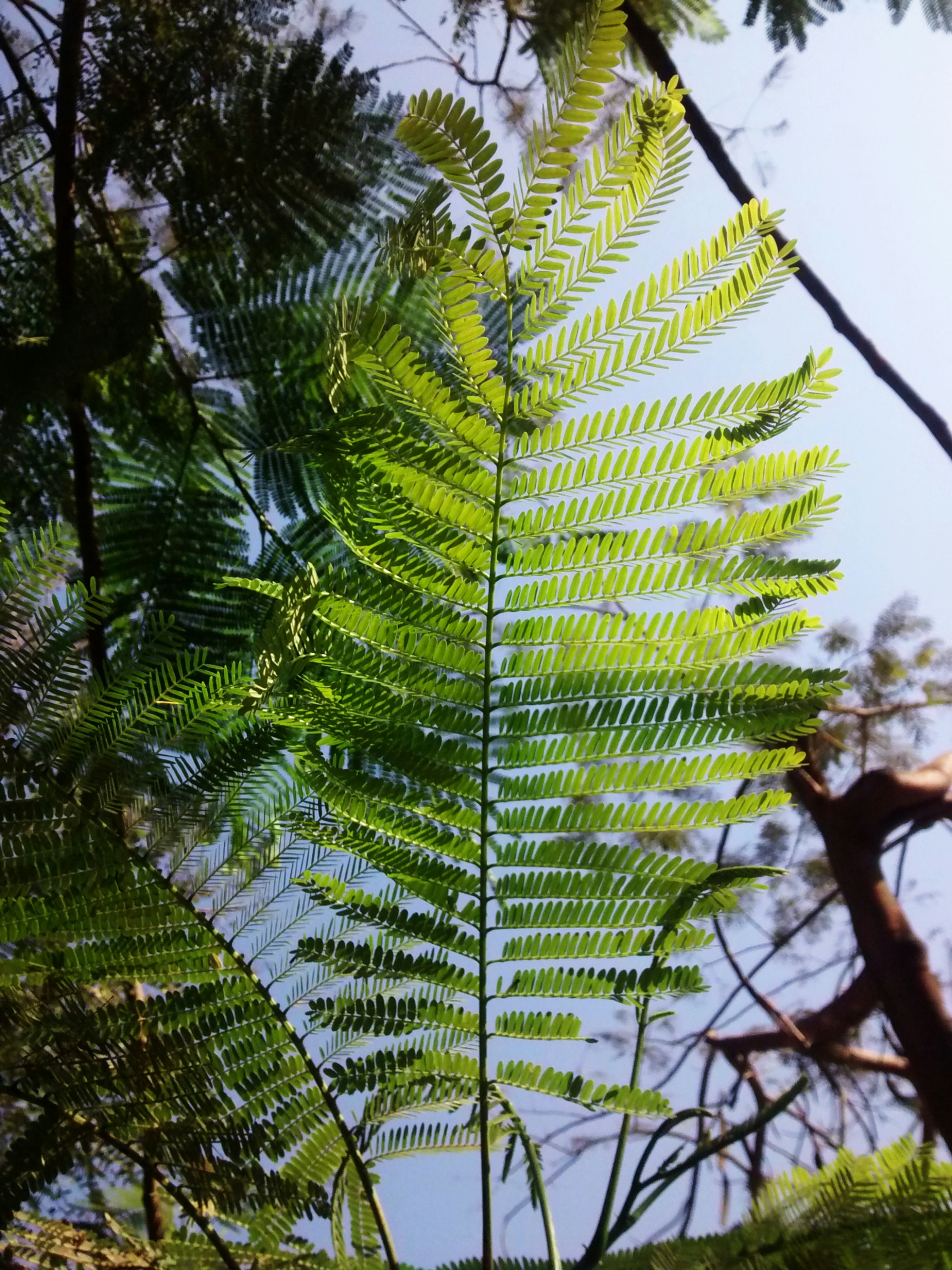 Sunlit Fern Frond: A Delicate Lattice Clings to the Sky