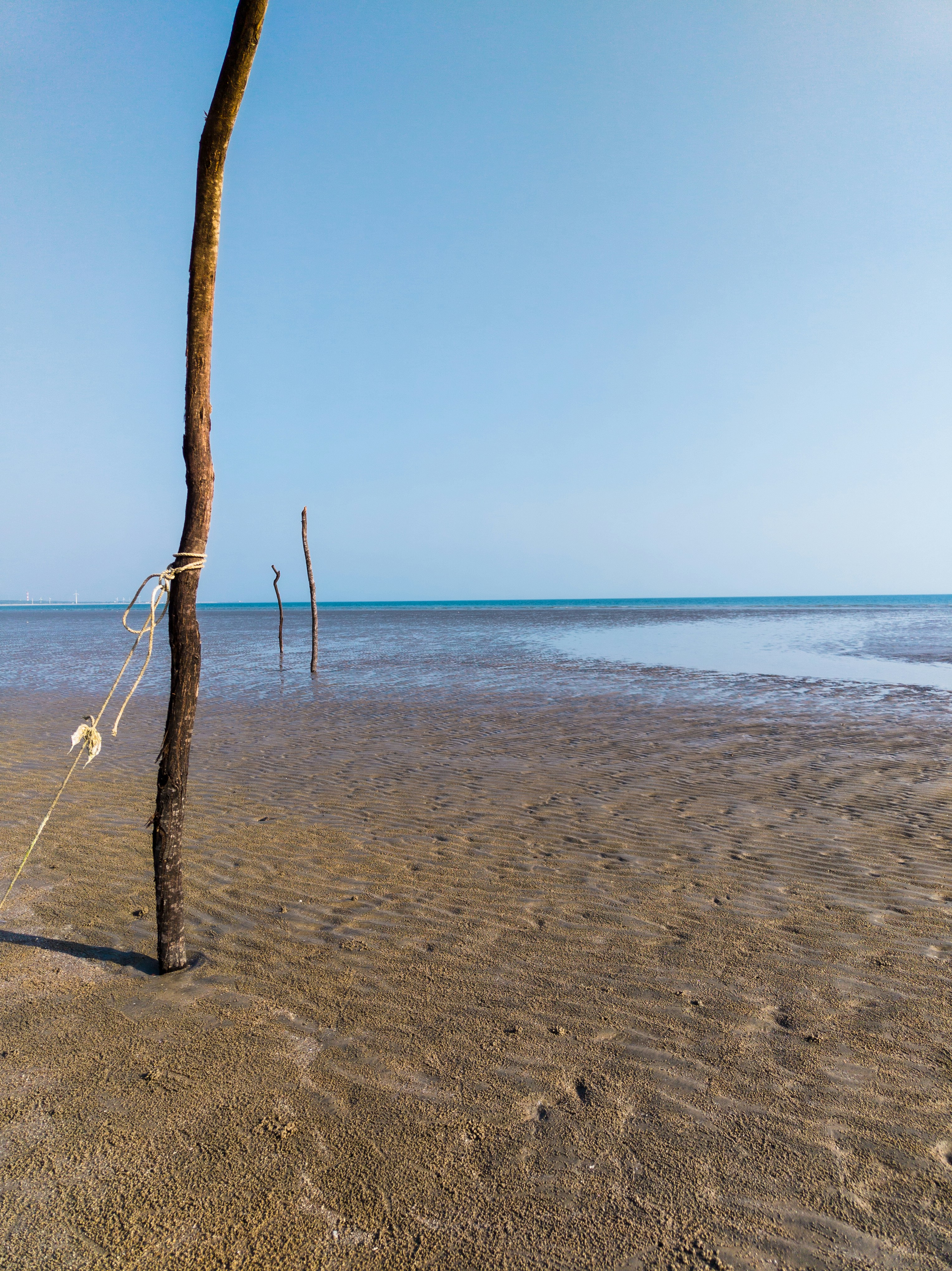 A palm tree sticking out of the sand on a beach photo – Free India ...