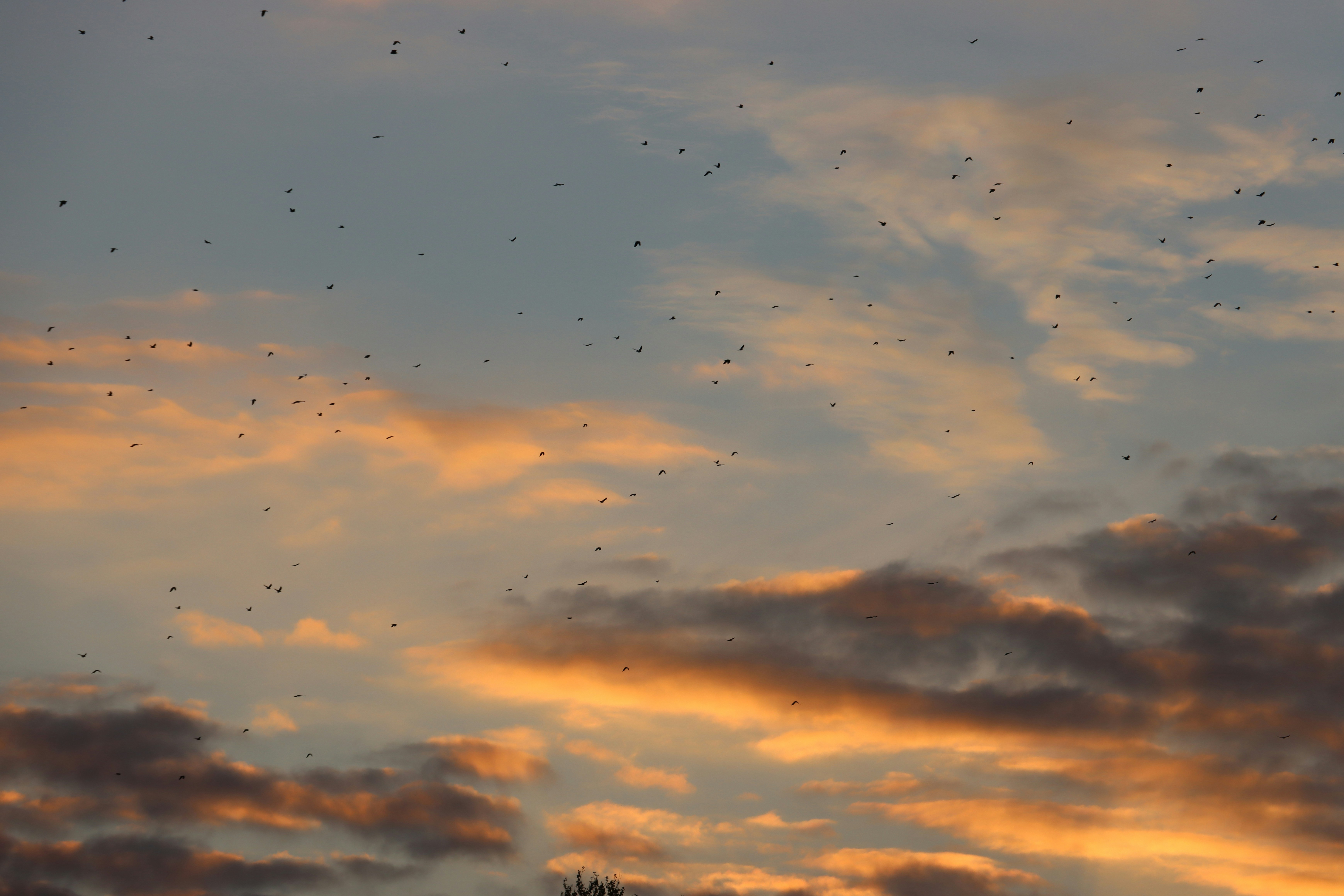 Dusk Chorus over a Fiery Horizon