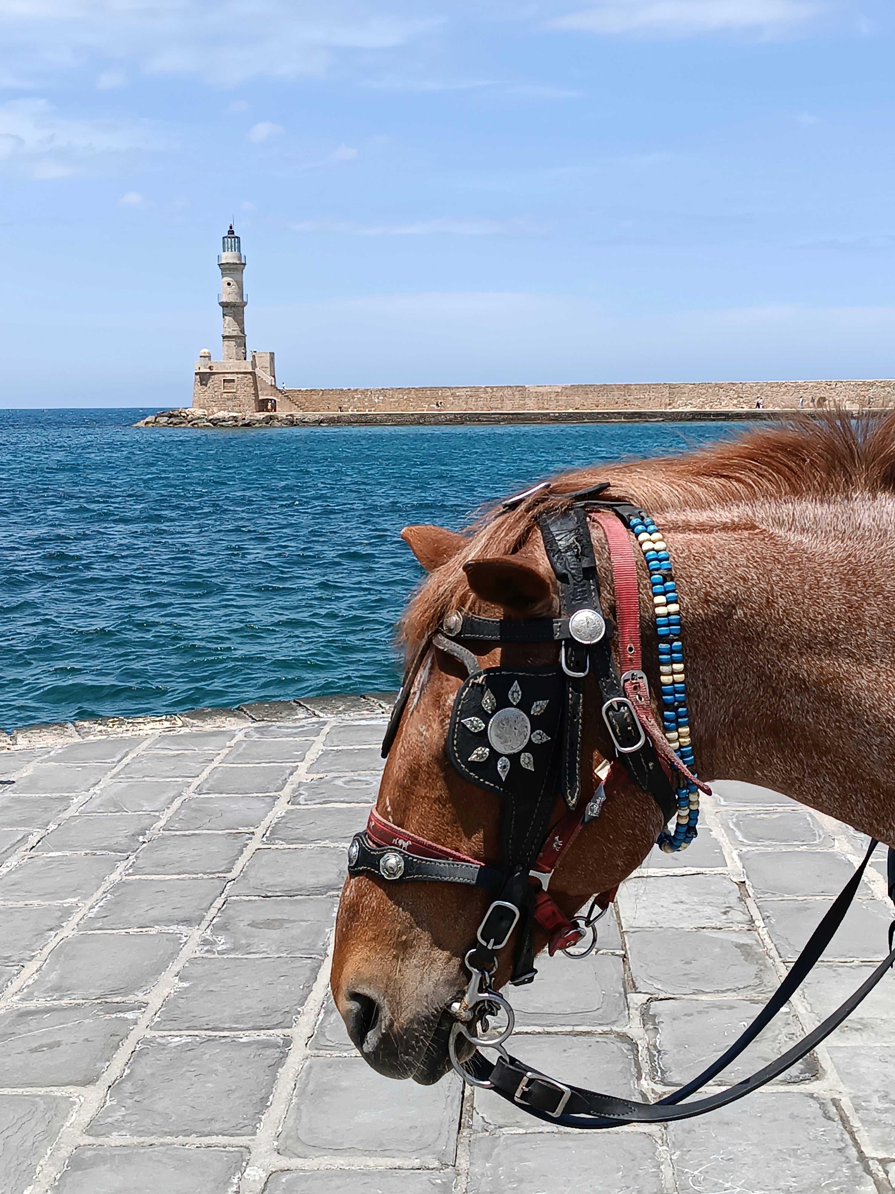 A brown horse standing next to a body of water