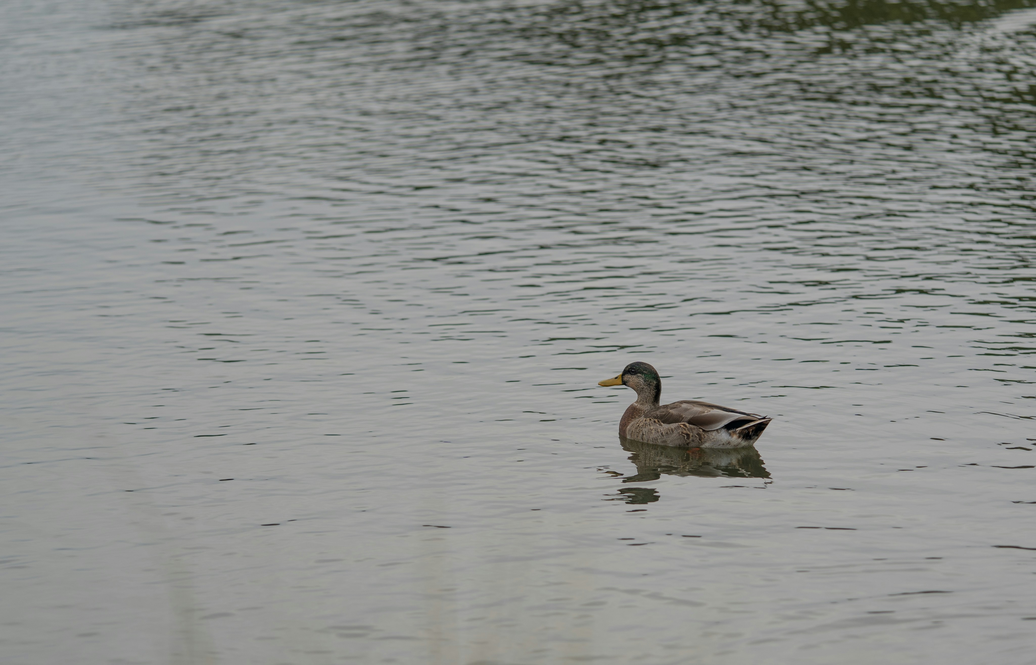 Photo by Gaurav Kumar with Sony Alpha 7C