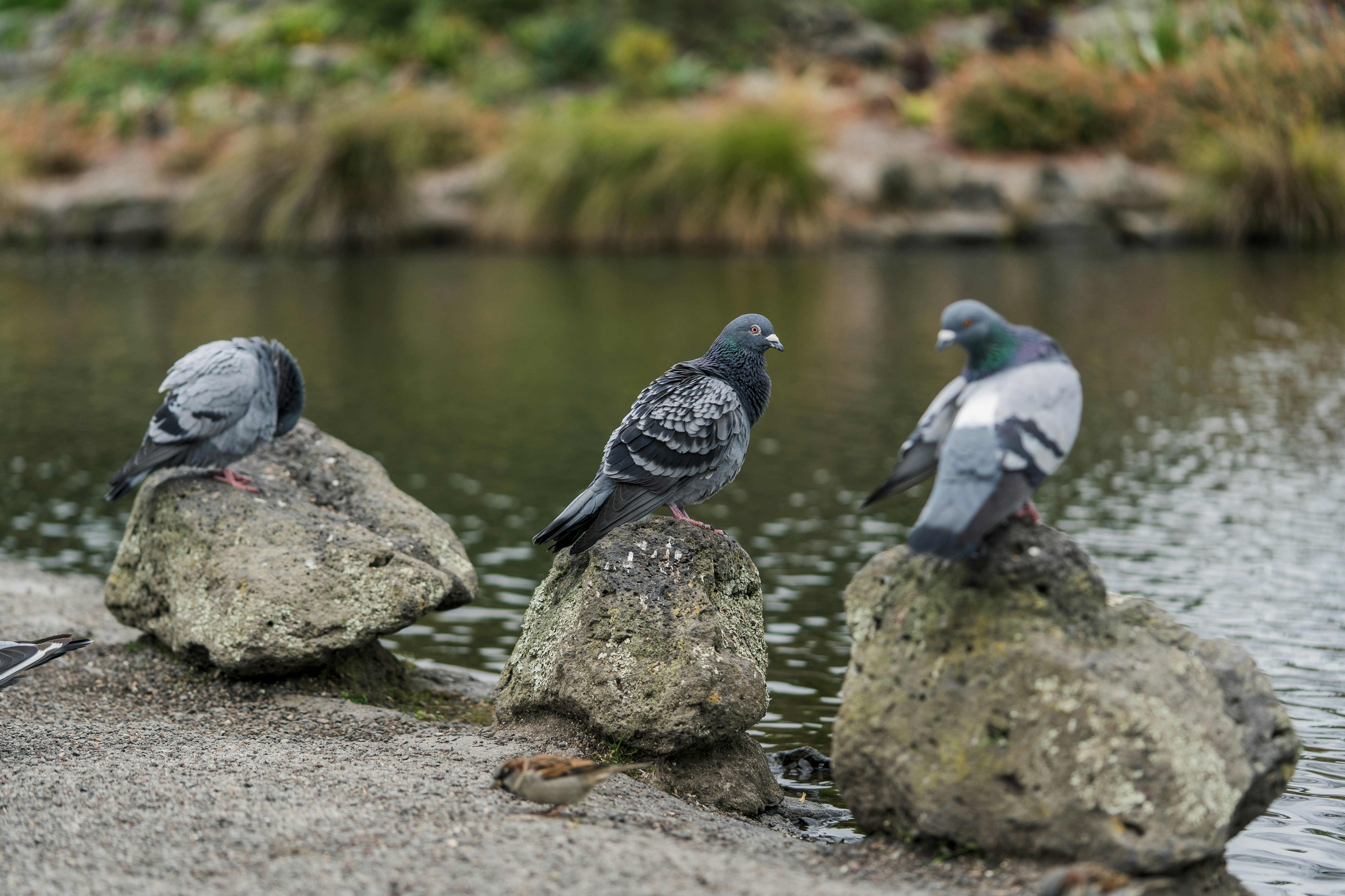 Pebble Thrones: A Tranquil Trio of Pigeons by the Riverside