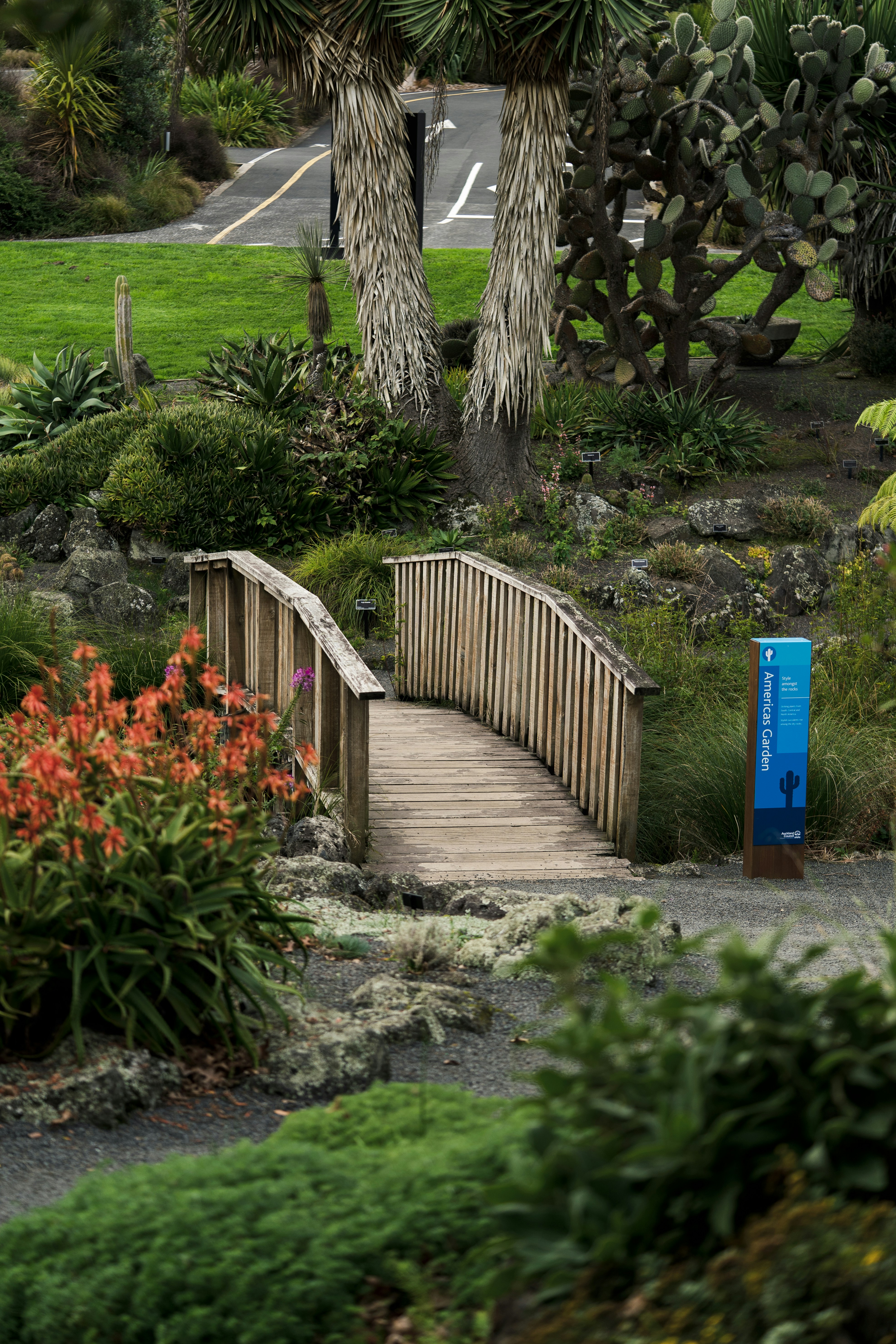 Wooden Bridge Beckons Through a Garden of Cacti and Verdant Foliage