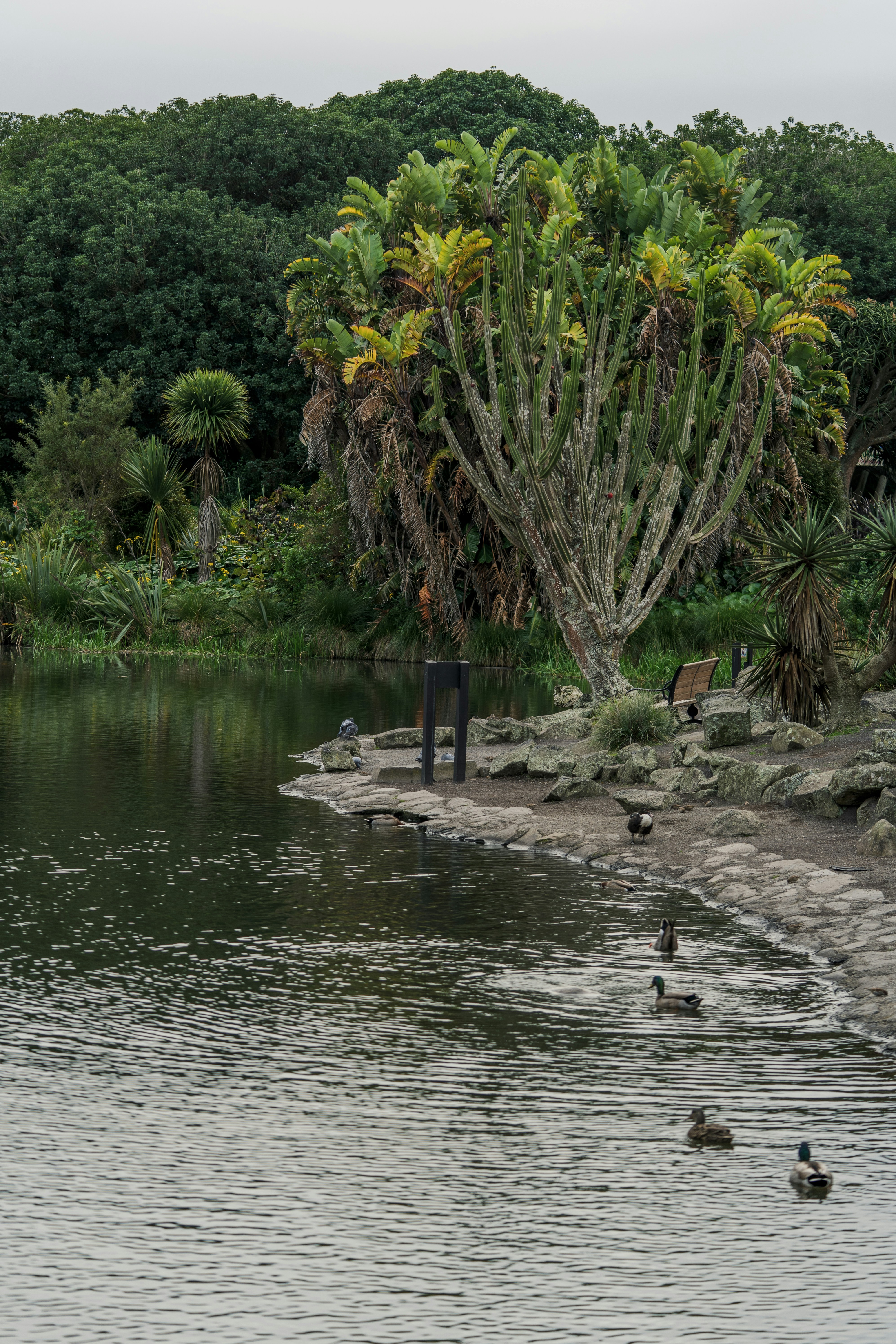 Serene Lakeside Tree meets tranquil shoreline