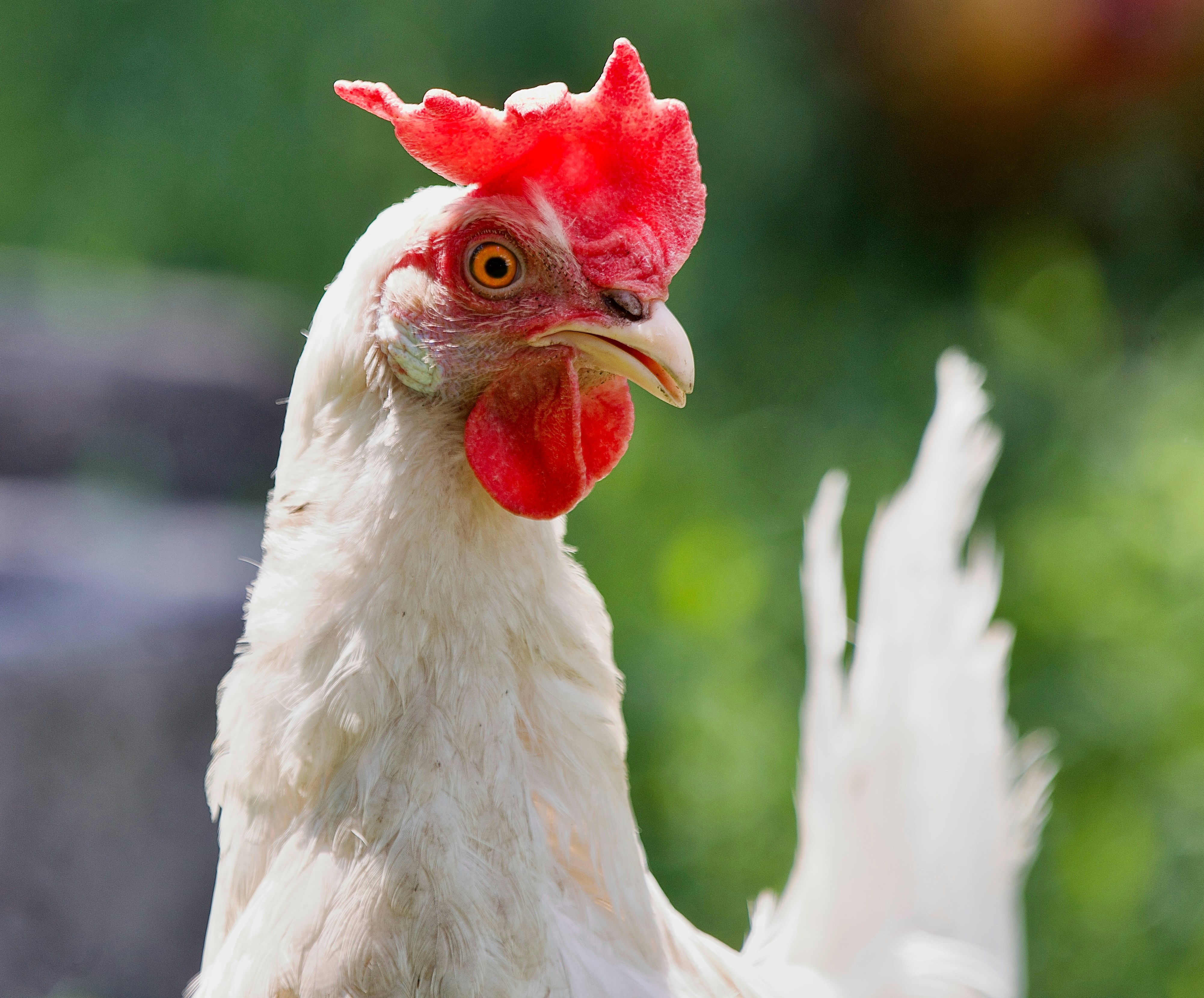 A close up of a chicken with a blurry background photo – Free Nature ...