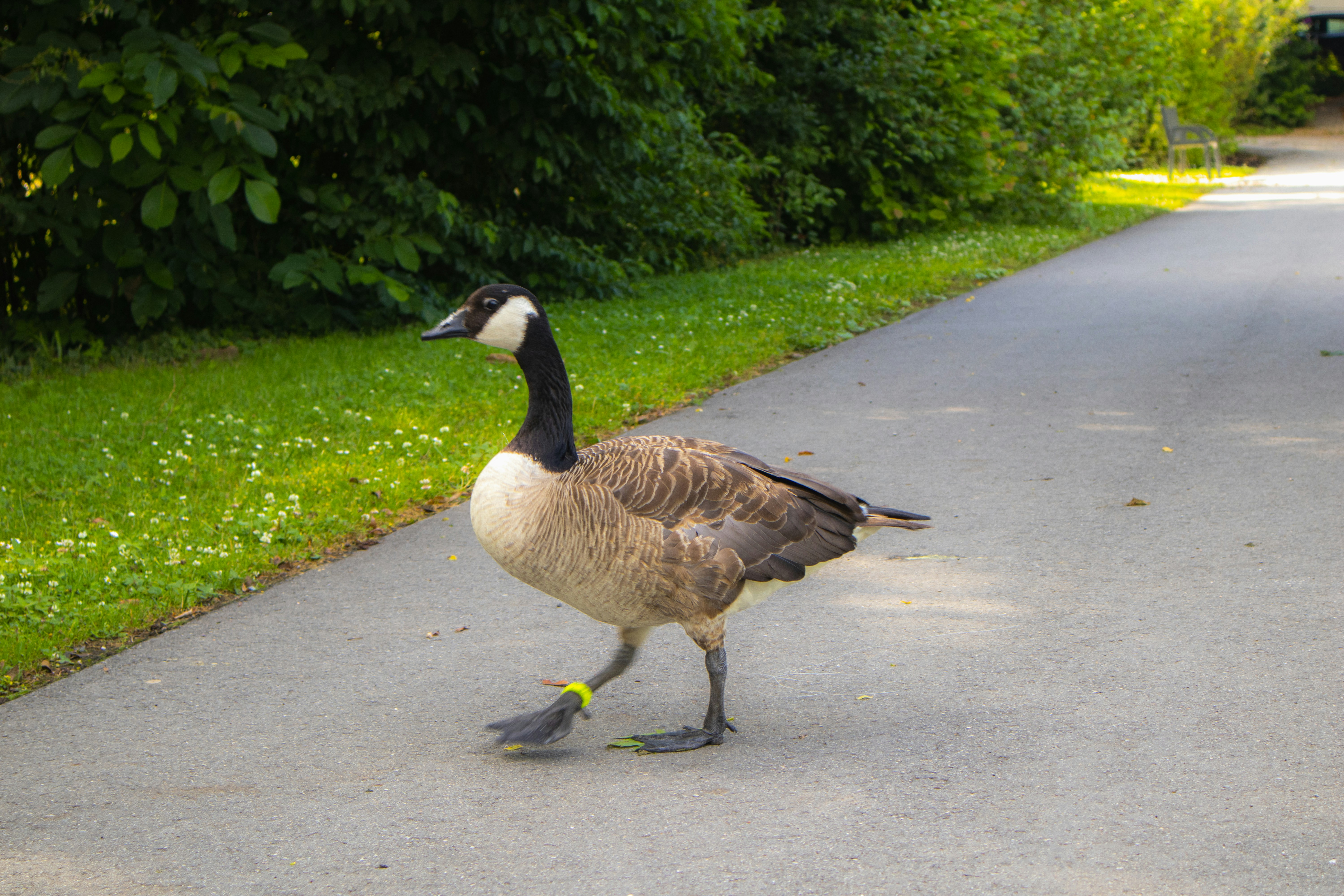 Neon-Banded Goose Patrols a Sunlit Park Path