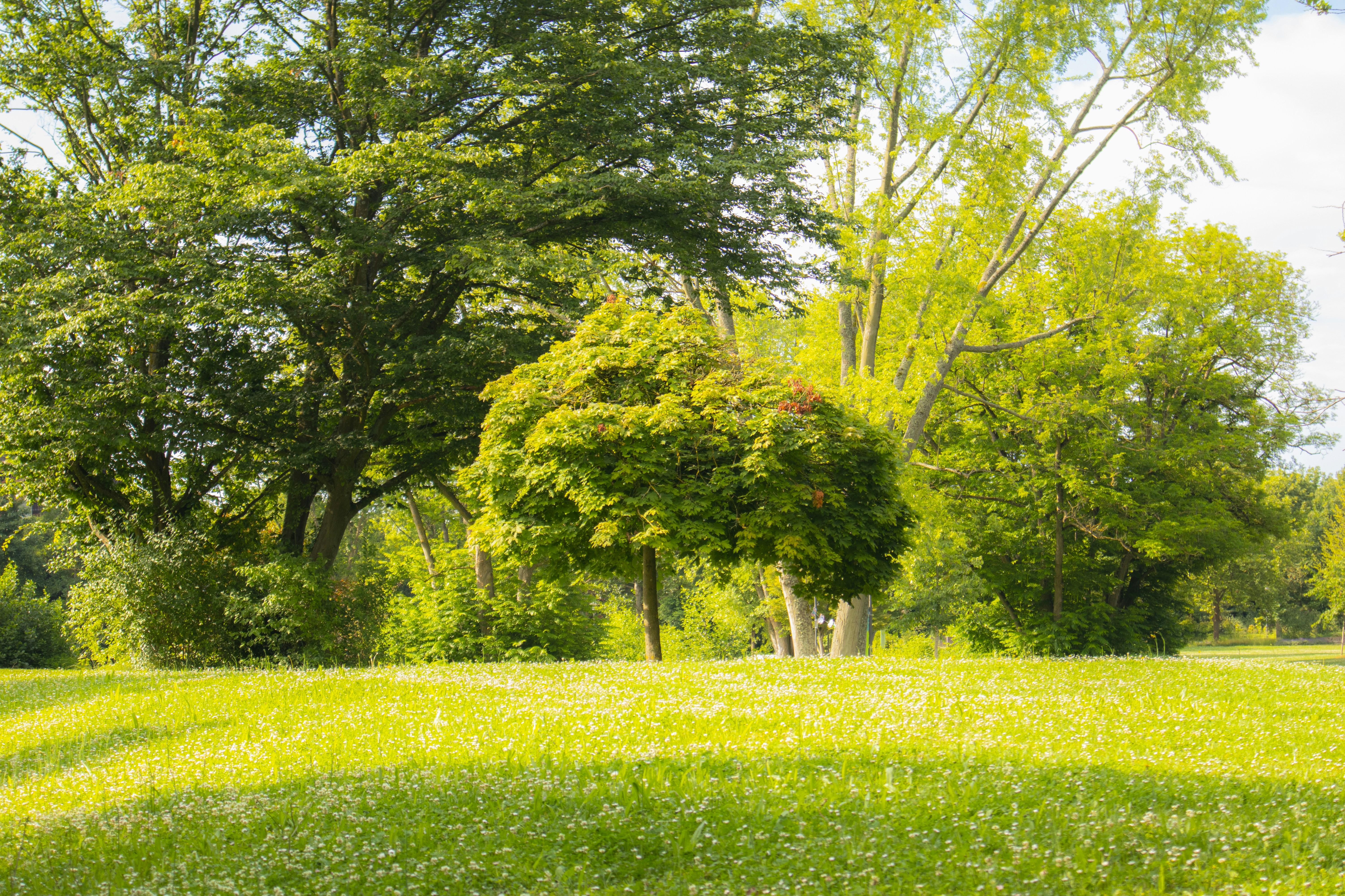 Emerald Oasis Amidst Whispering Greens