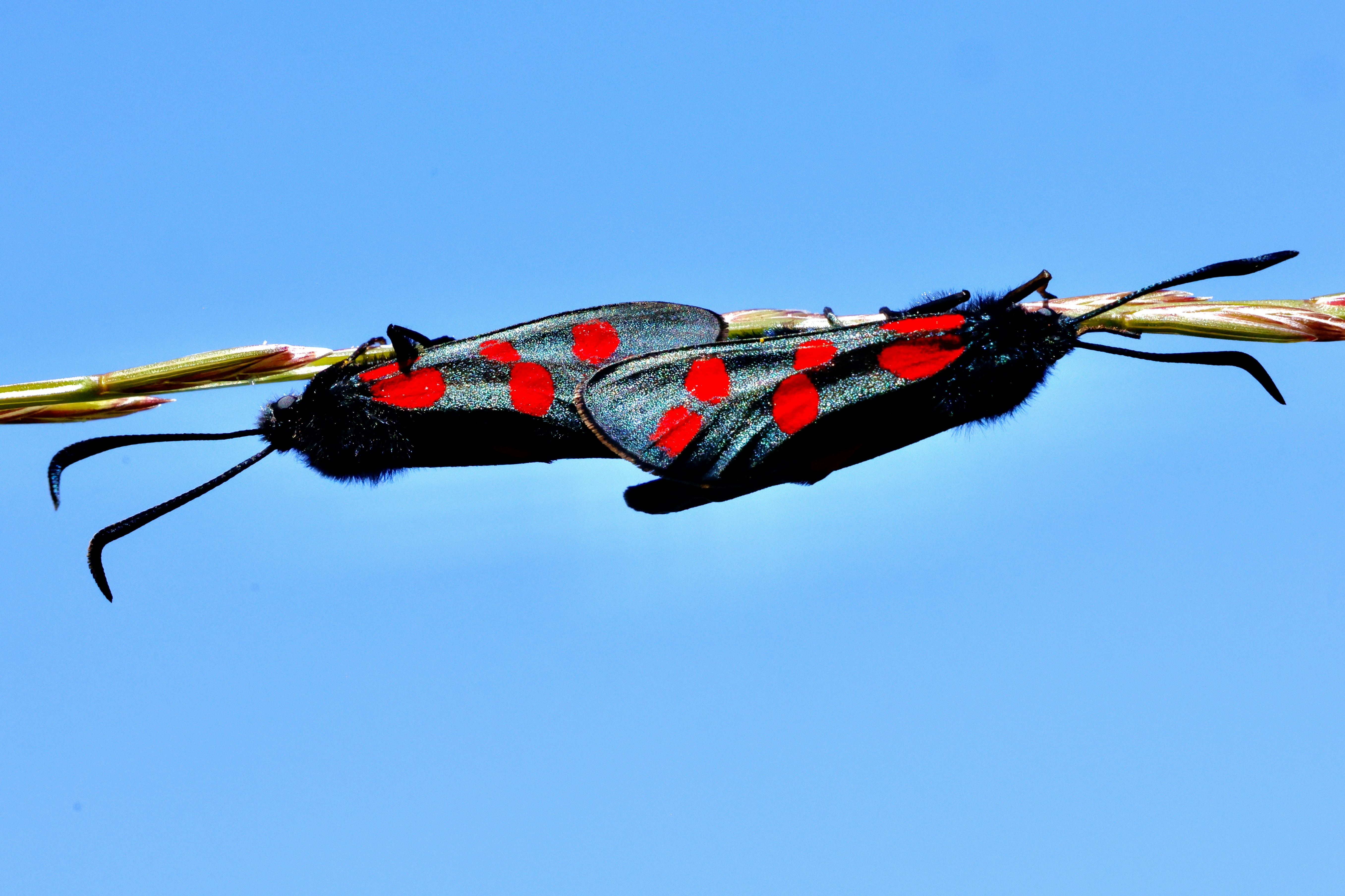 Crimson Dots on a Thin Twig: A Micro-portrait Against Cerulean Sky