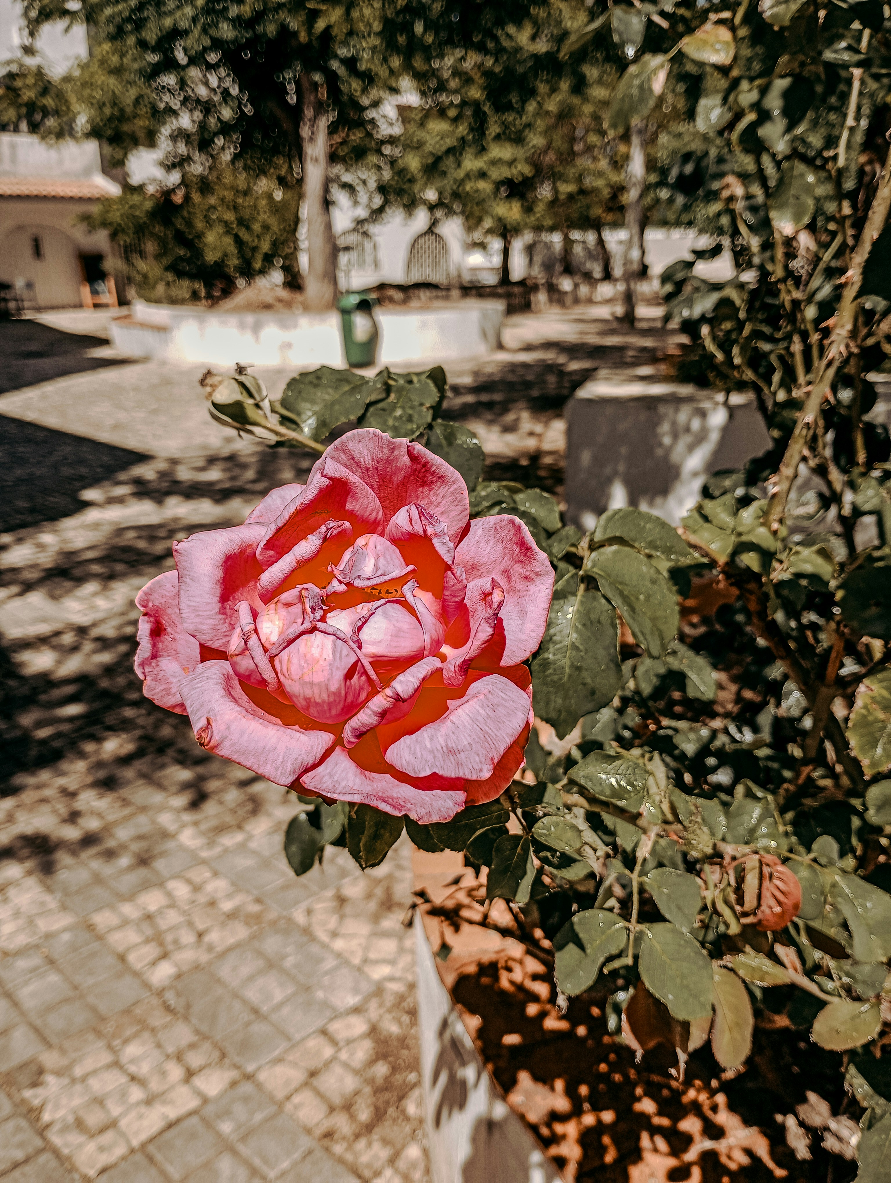 Petal Portrait in Sunlight: A Pink Rose in a Quiet Courtyard