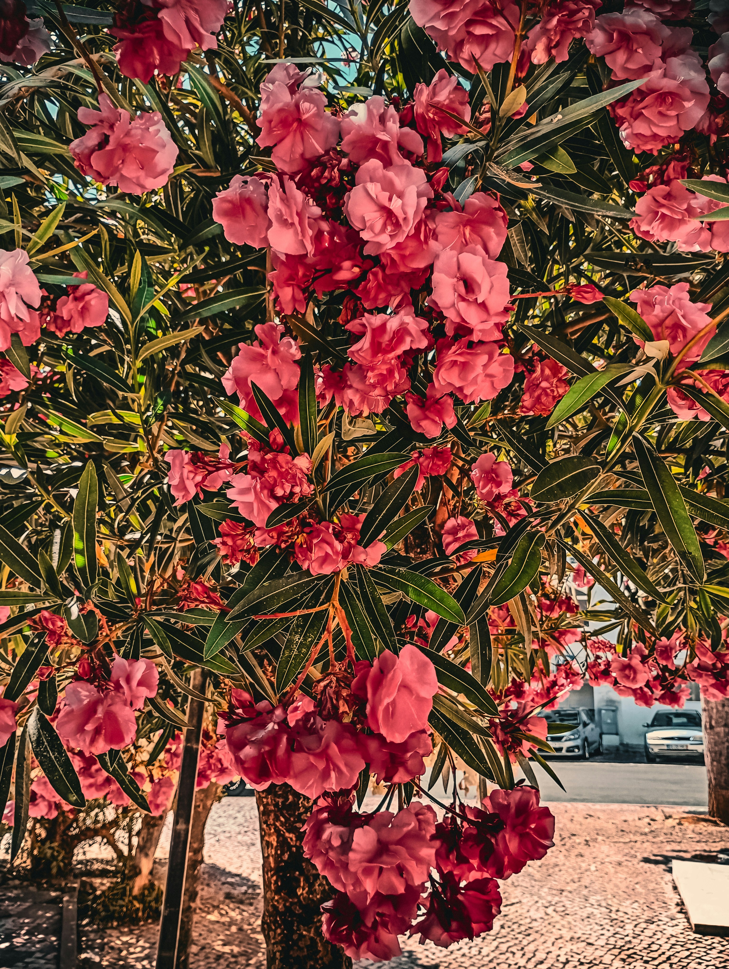 A tree with pink flowers in a park