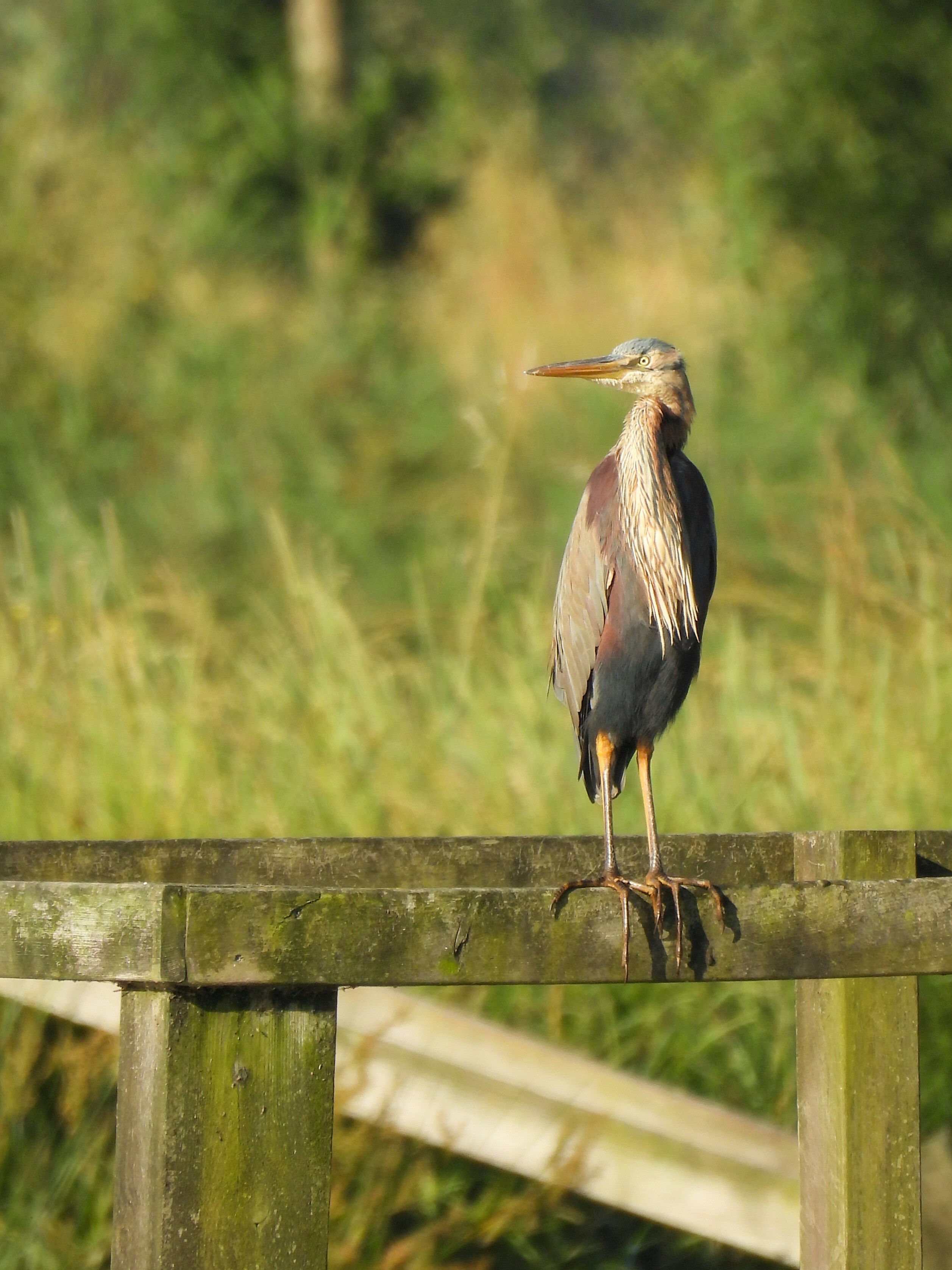 Heron on a Weathered Railing