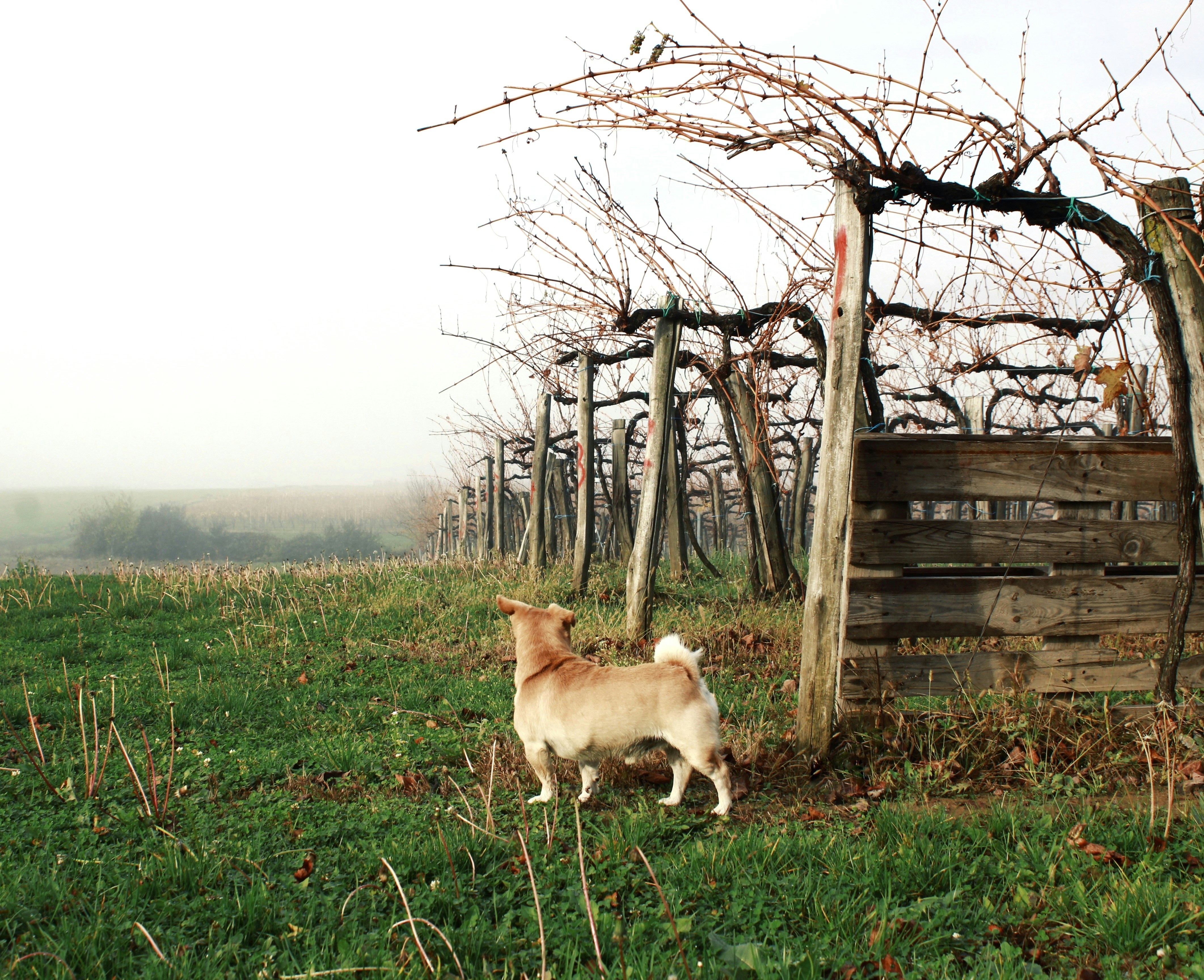 Dawn Watcher by the Pruned Vineyard Rows