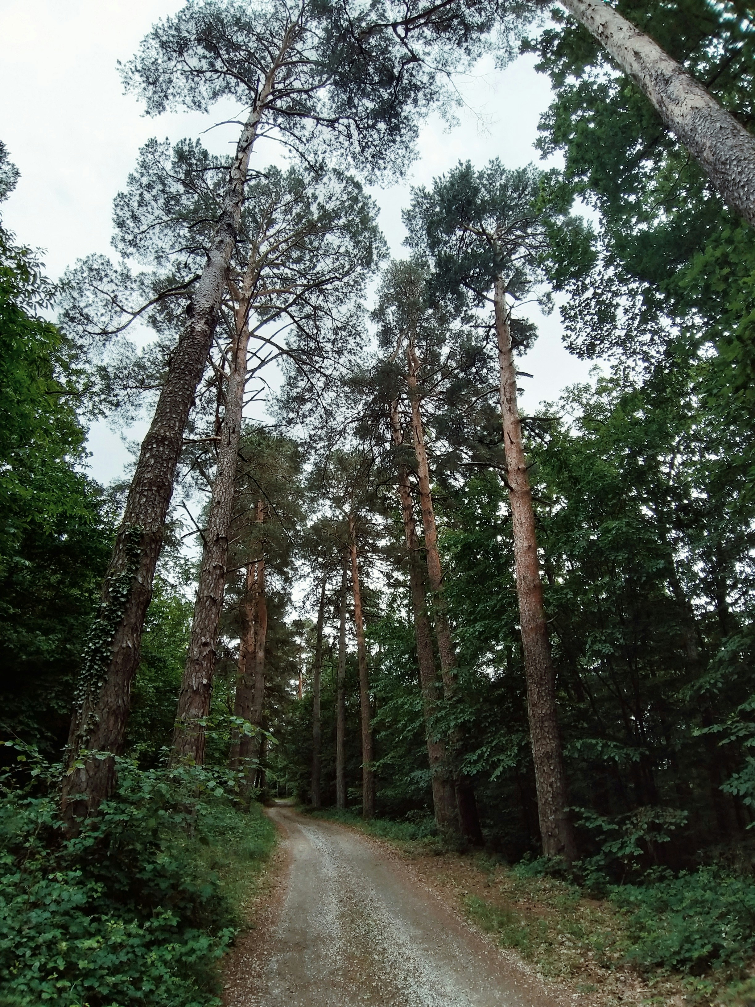 A gravel path threads through towering pine trees, inviting a quiet walk deeper into the forest. Sunlight filters through the canopy, highlighting bark textures and lush undergrowth.