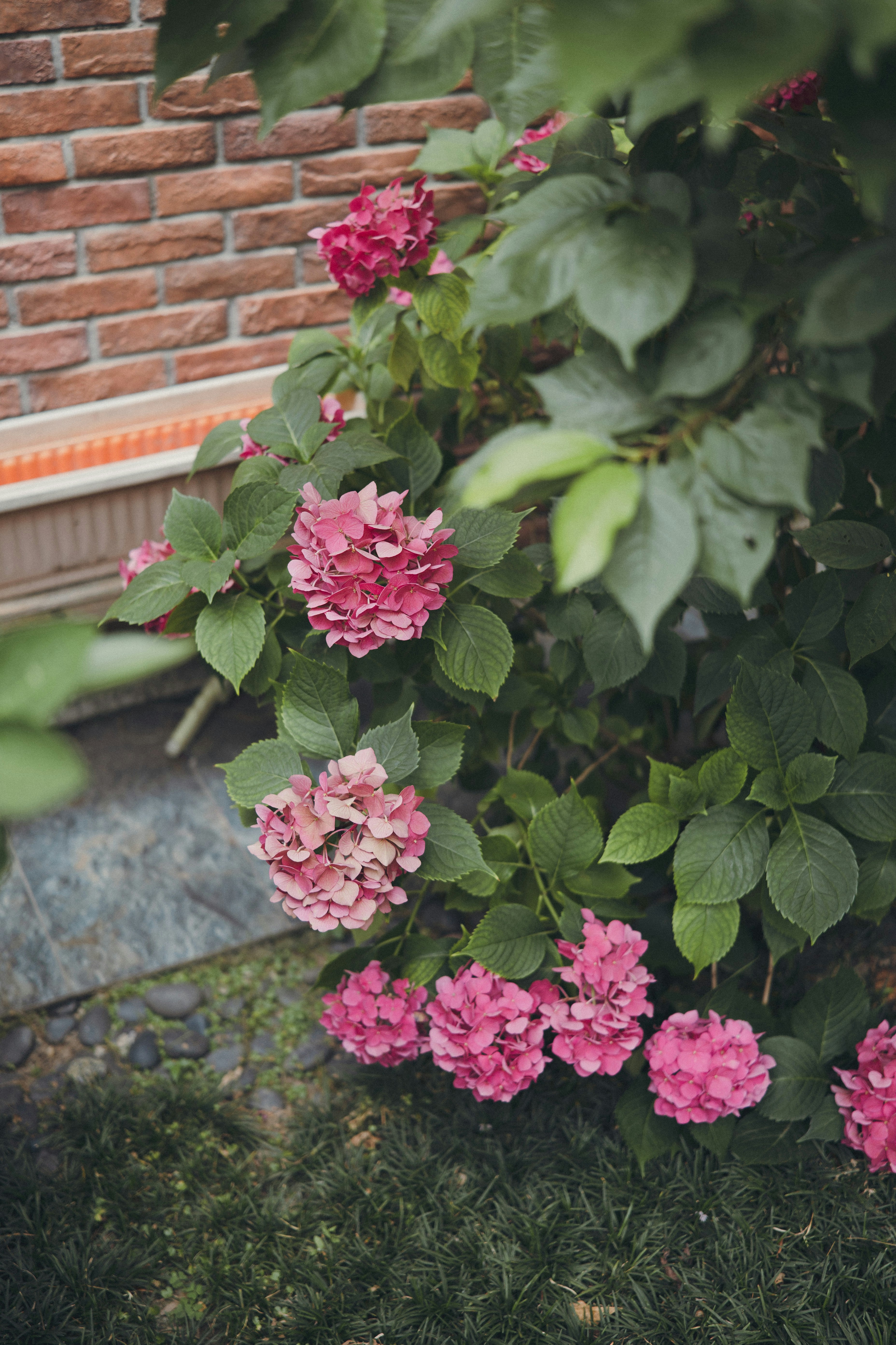 A bush of pink flowers next to a brick wall photo – Free Flower Image ...