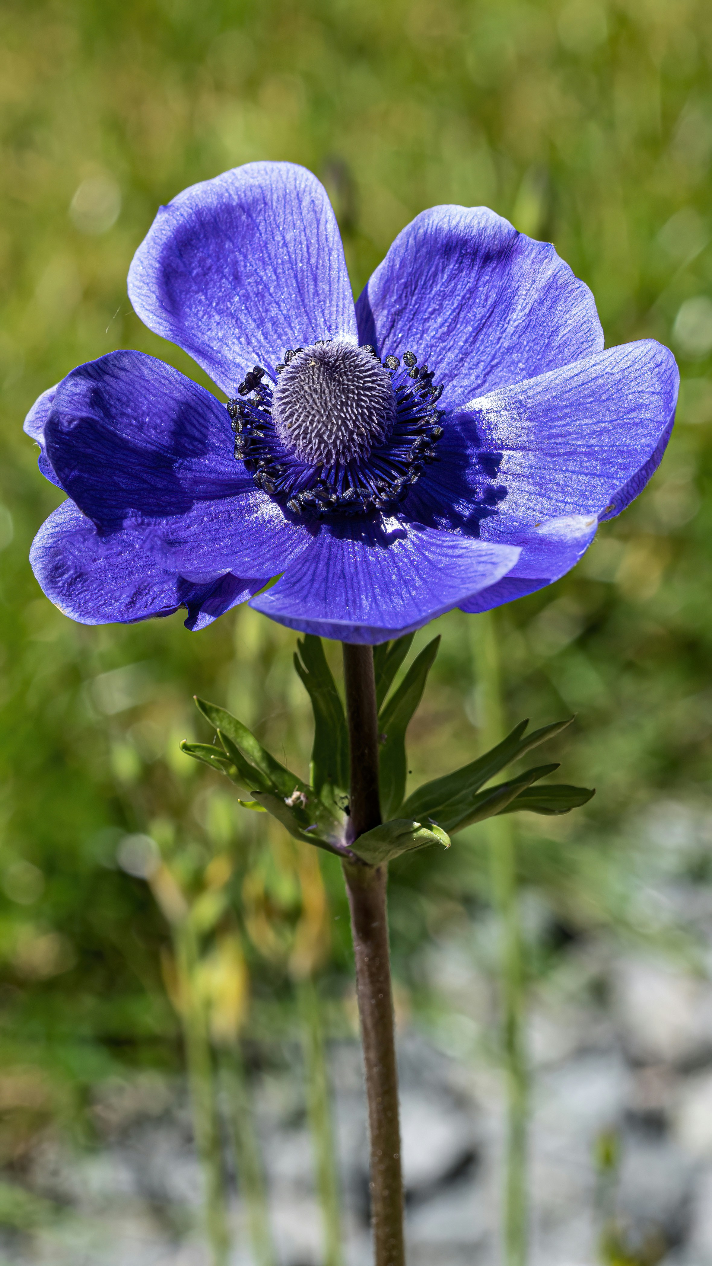 Velvet Violet Anemone: Macro Portrait of a Meadow Bloom