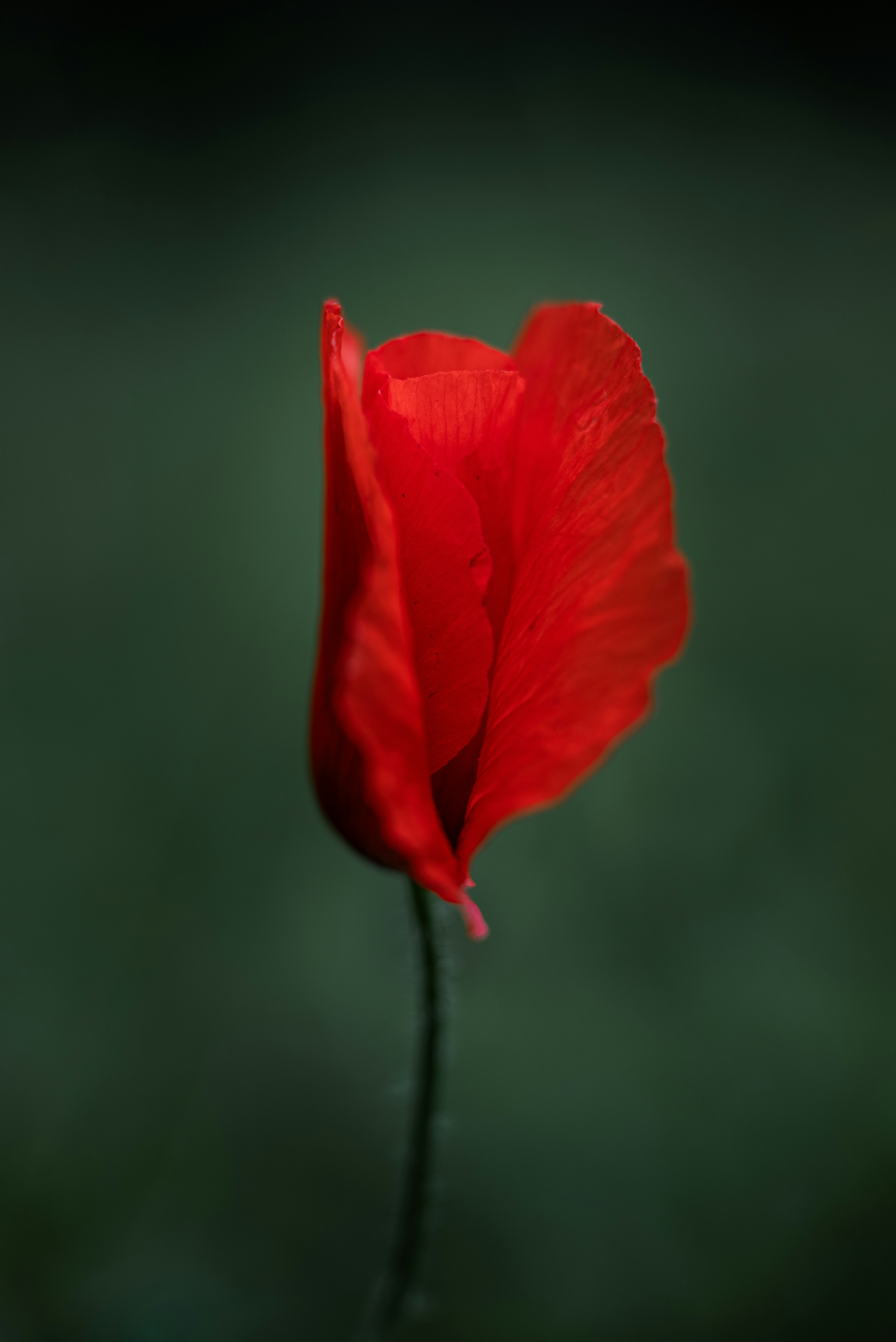 A single red flower with a blurry background photo – Free Flower Image ...